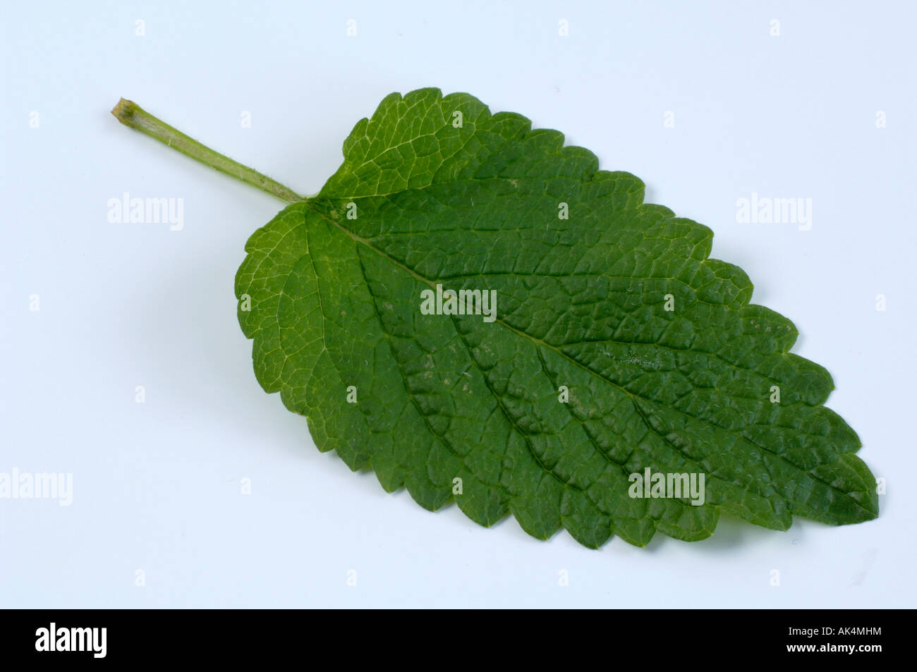 Lemon Balm / Sweet Balm Stock Photo - Alamy
