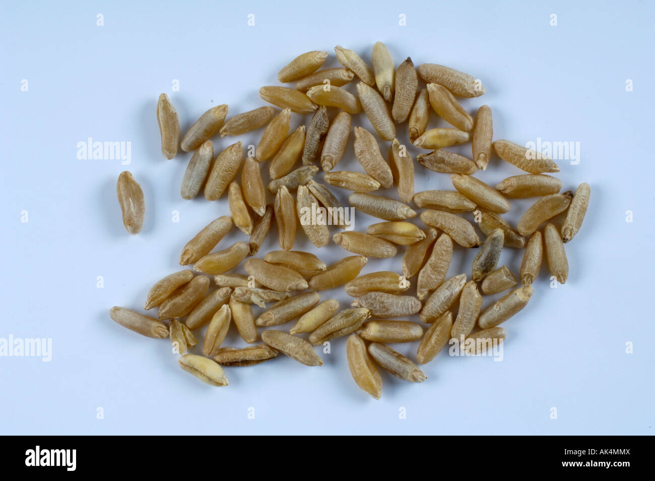 Polish wheat hi-res stock photography and images - Alamy