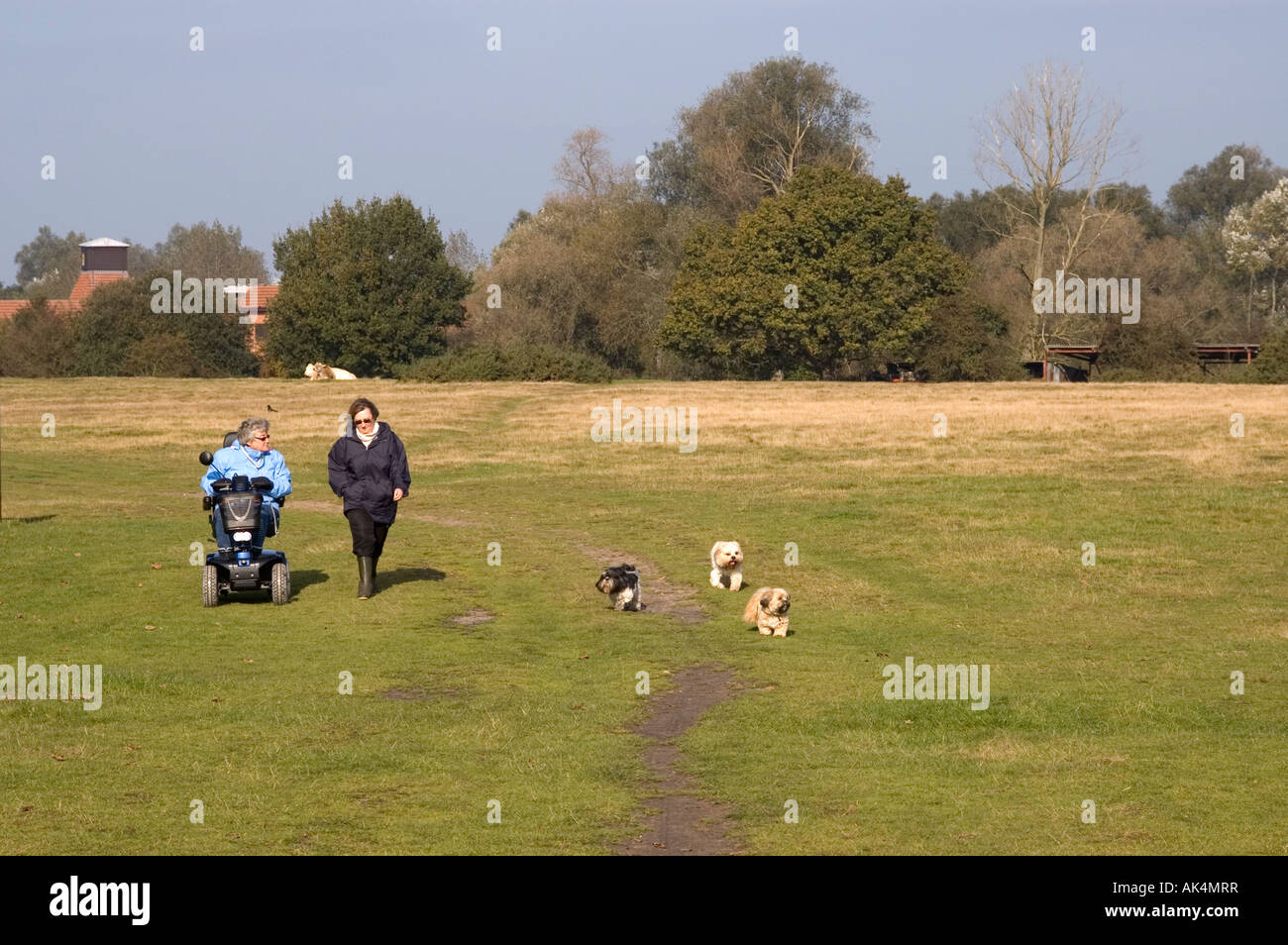 Disabled Woman And Friend walking dogs On Beccles Common Stock Photo ...