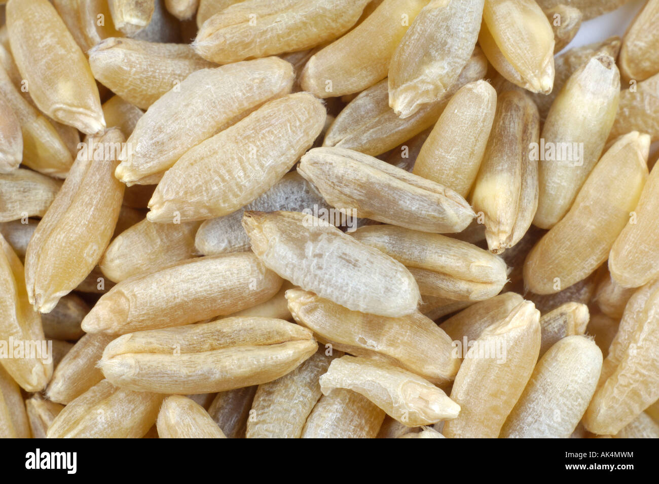 Polish wheat hi-res stock photography and images - Alamy