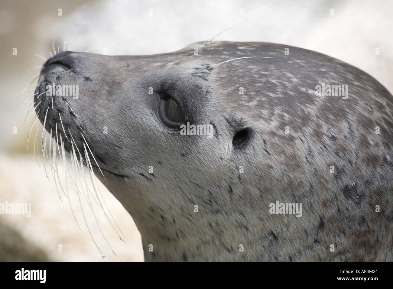 Seal head hi res stock photography and images Alamy