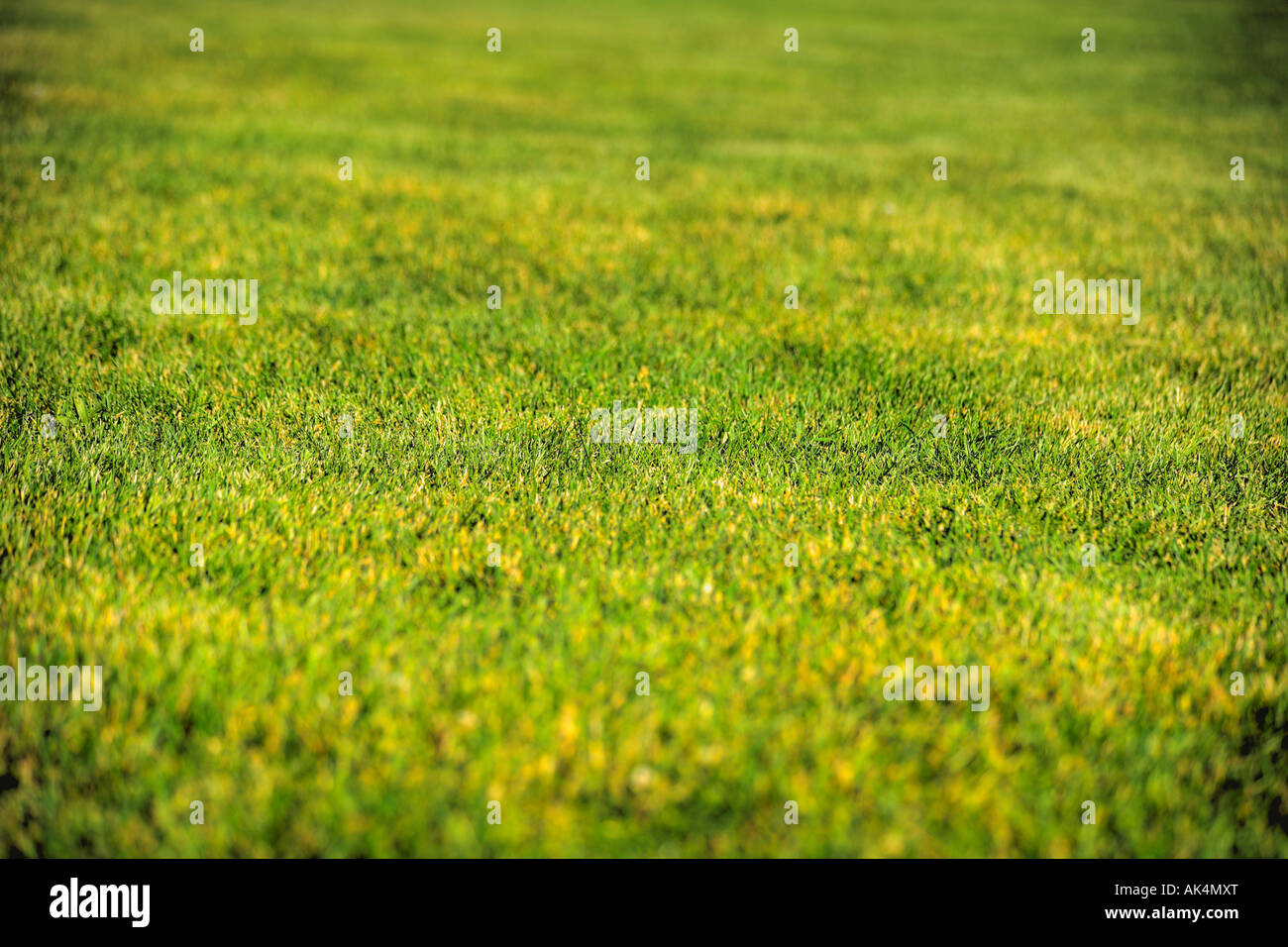 Greengrasses hi-res stock photography and images - Alamy
