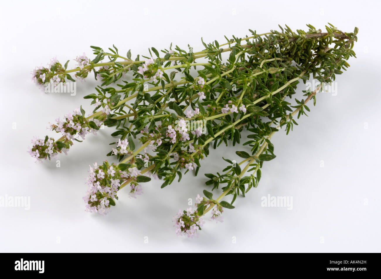 Silver queen lemon thyme hi-res stock photography and images - Alamy