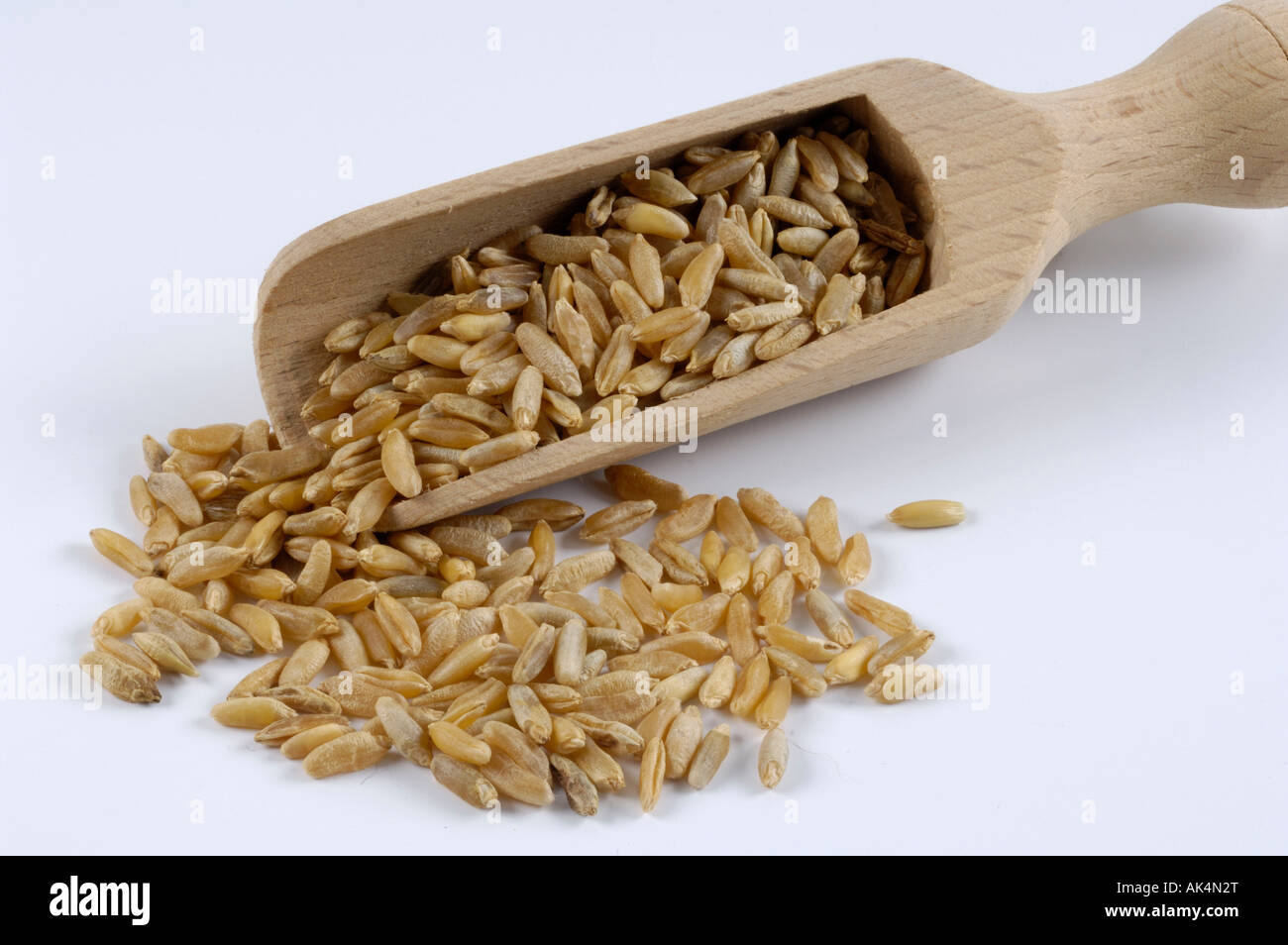 Triticum polonicum hi-res stock photography and images - Alamy