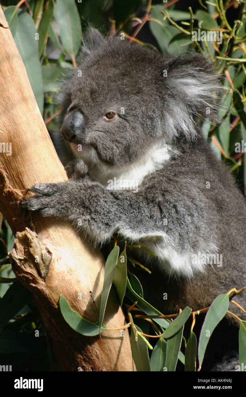 Australia : koala on tree Stock Photo - Alamy
