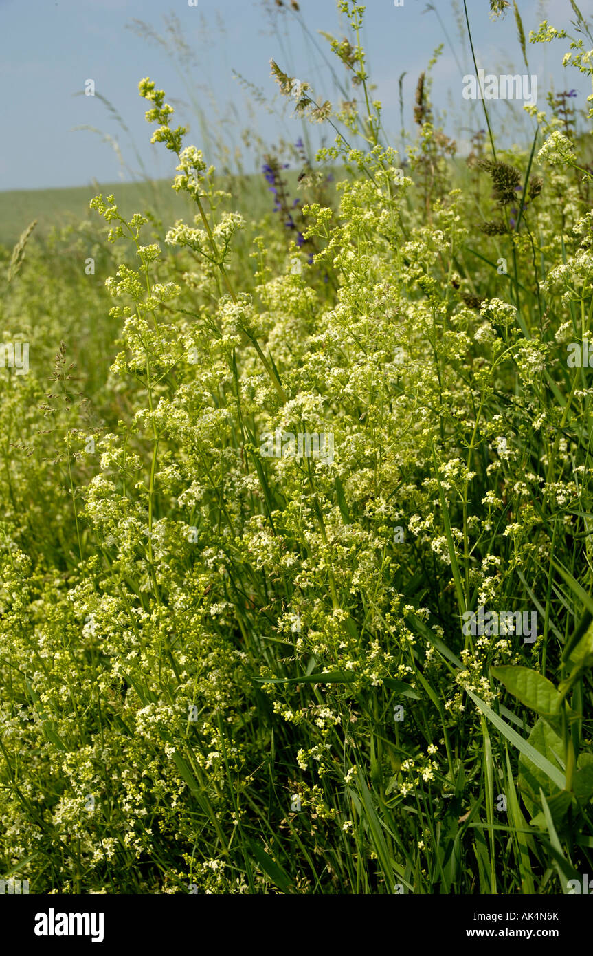 Upright bedstraw hi-res stock photography and images - Alamy