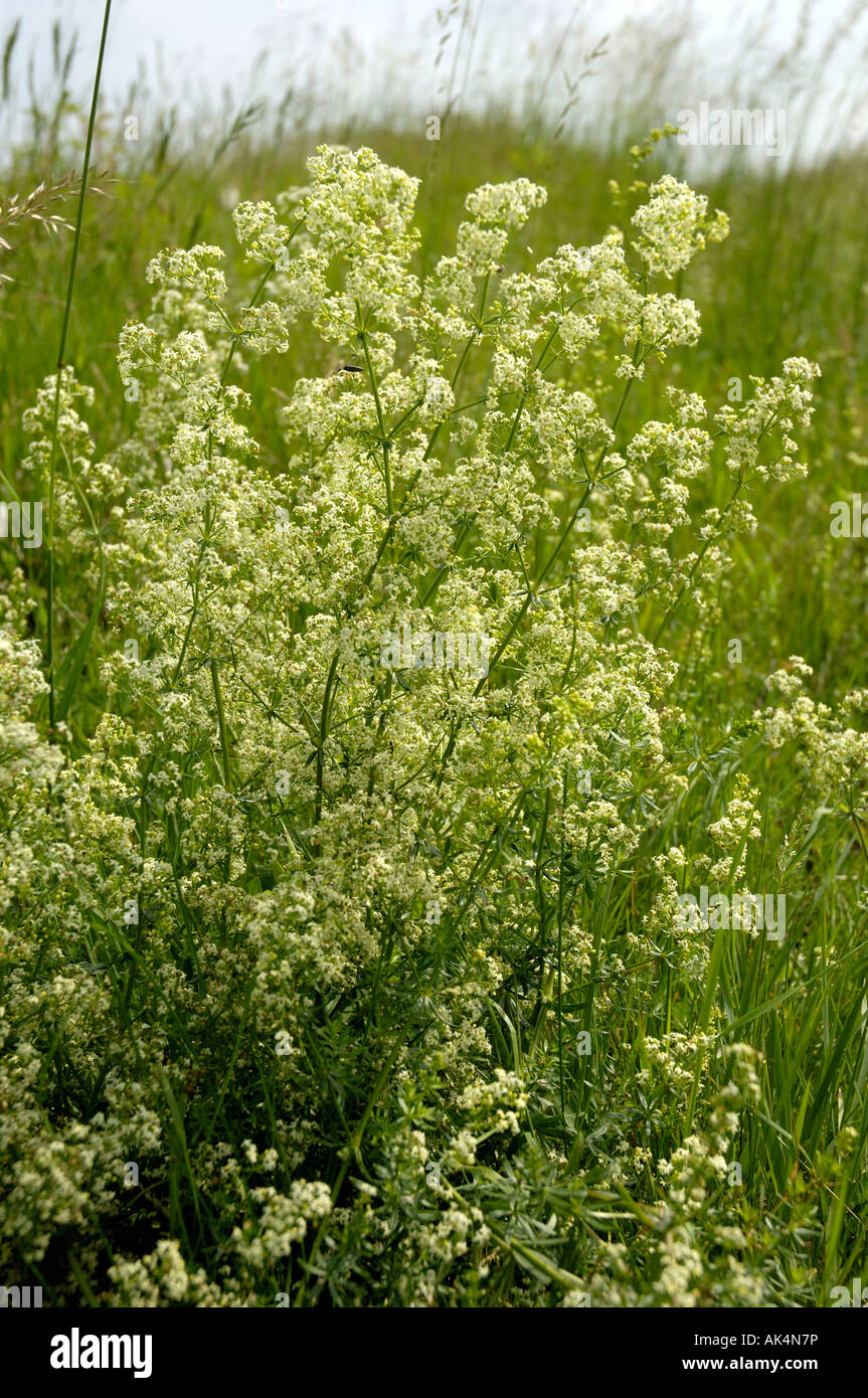 Upright bedstraw hi-res stock photography and images - Alamy
