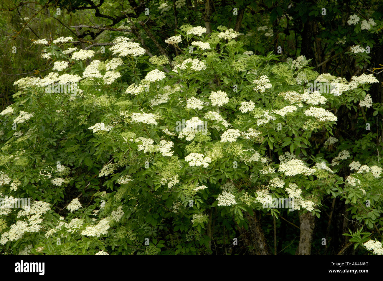 Elder tree caprifoliaceae sambucus nigra hi-res stock photography and ...
