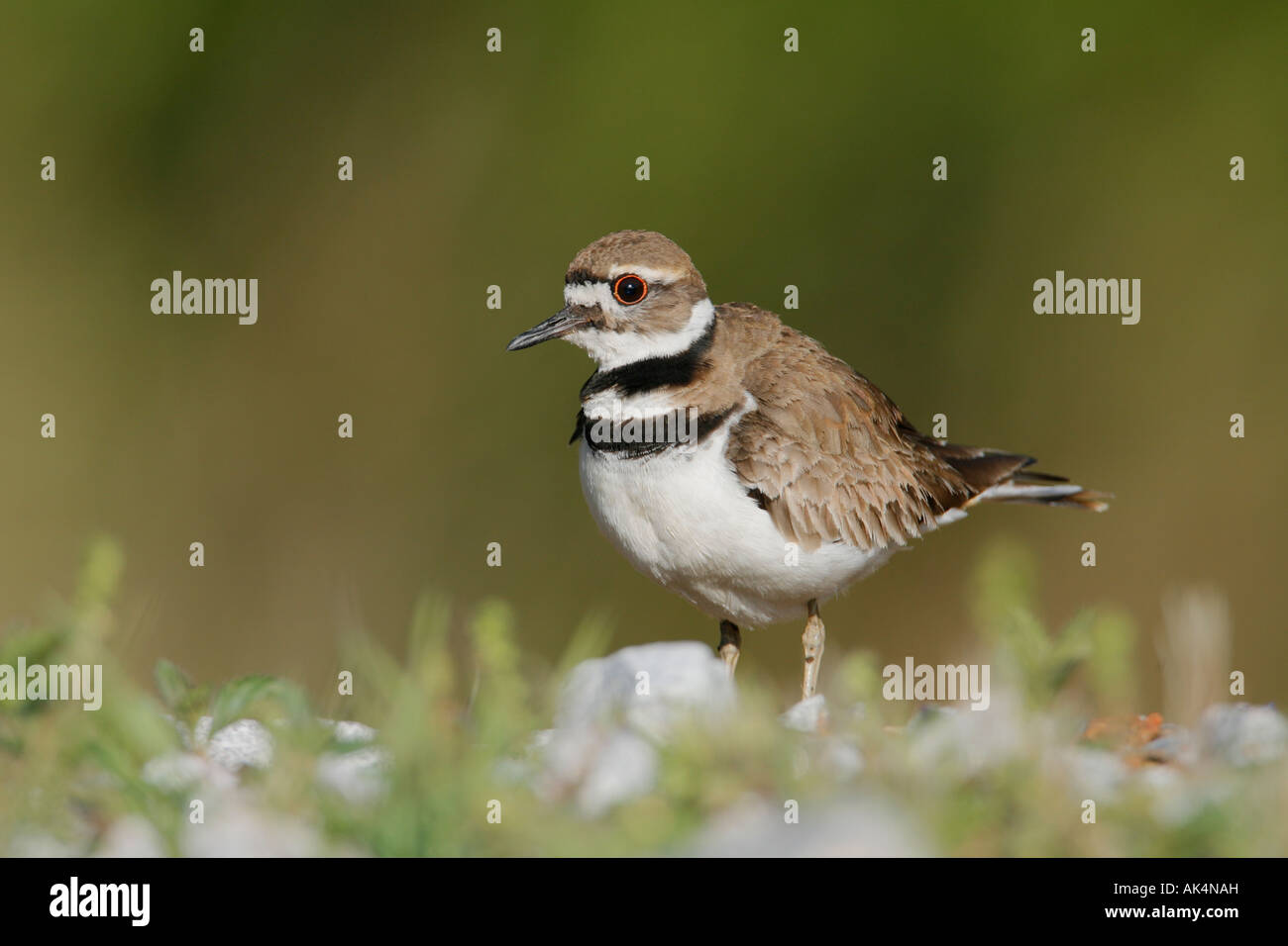 Precocial birds hi-res stock photography and images - Alamy