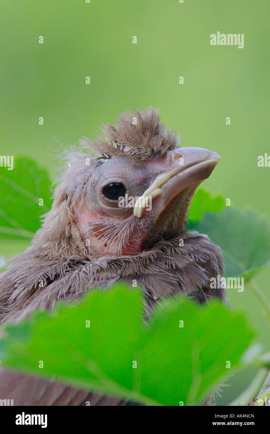 Northern Cardinal Fledgling Vertical Stock Photo - Alamy