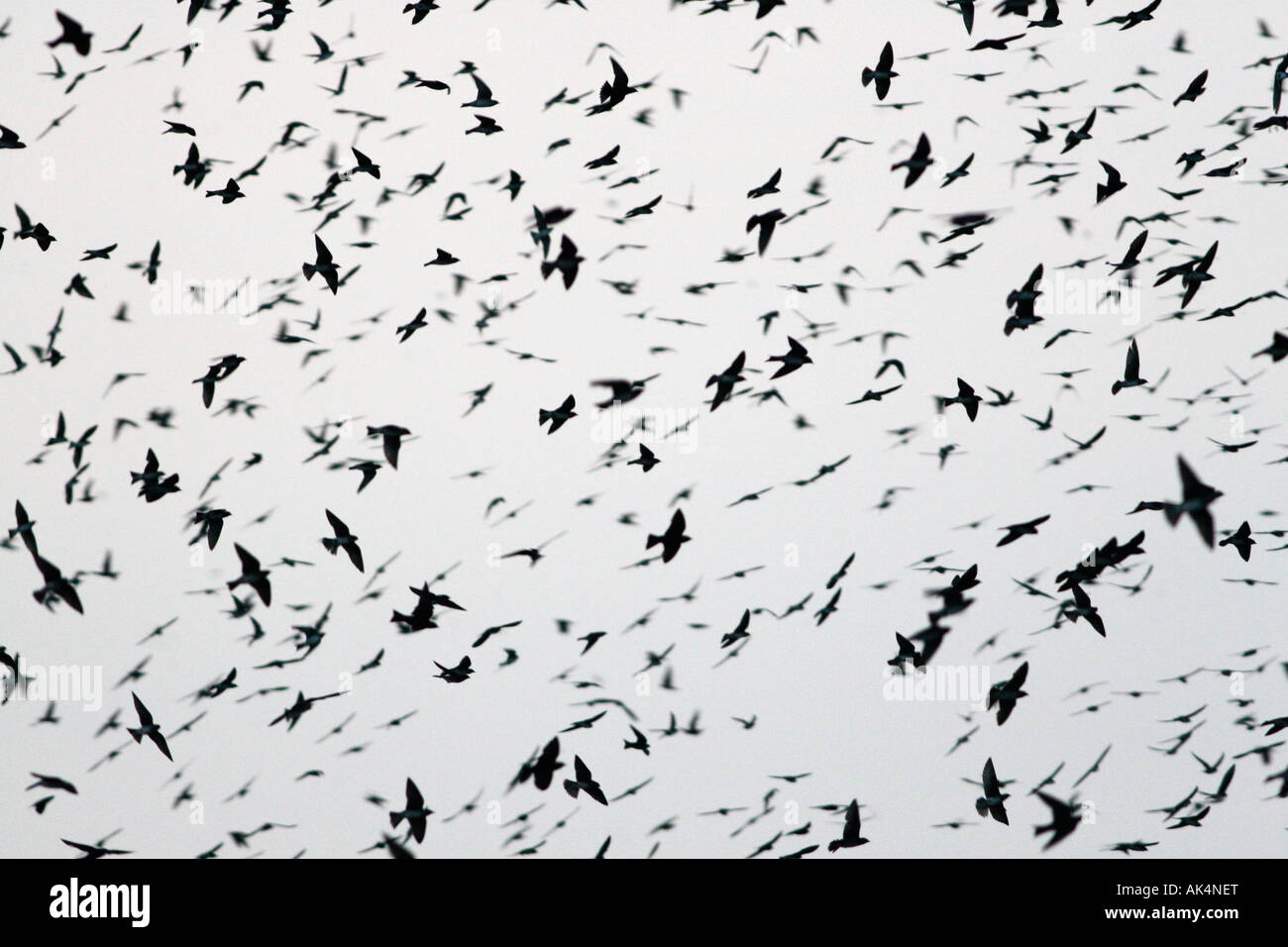 Purple Martin Flock at Lake Murray South Carolina Stock Photo - Alamy