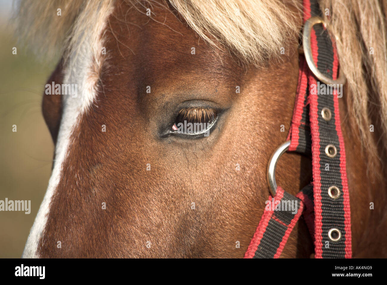 Close-up of pony eye nose head bridle with white stripe on nose Stock ...