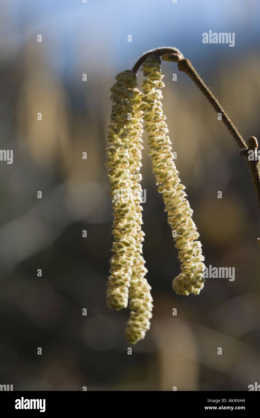 Male catkins hi-res stock photography and images - Alamy