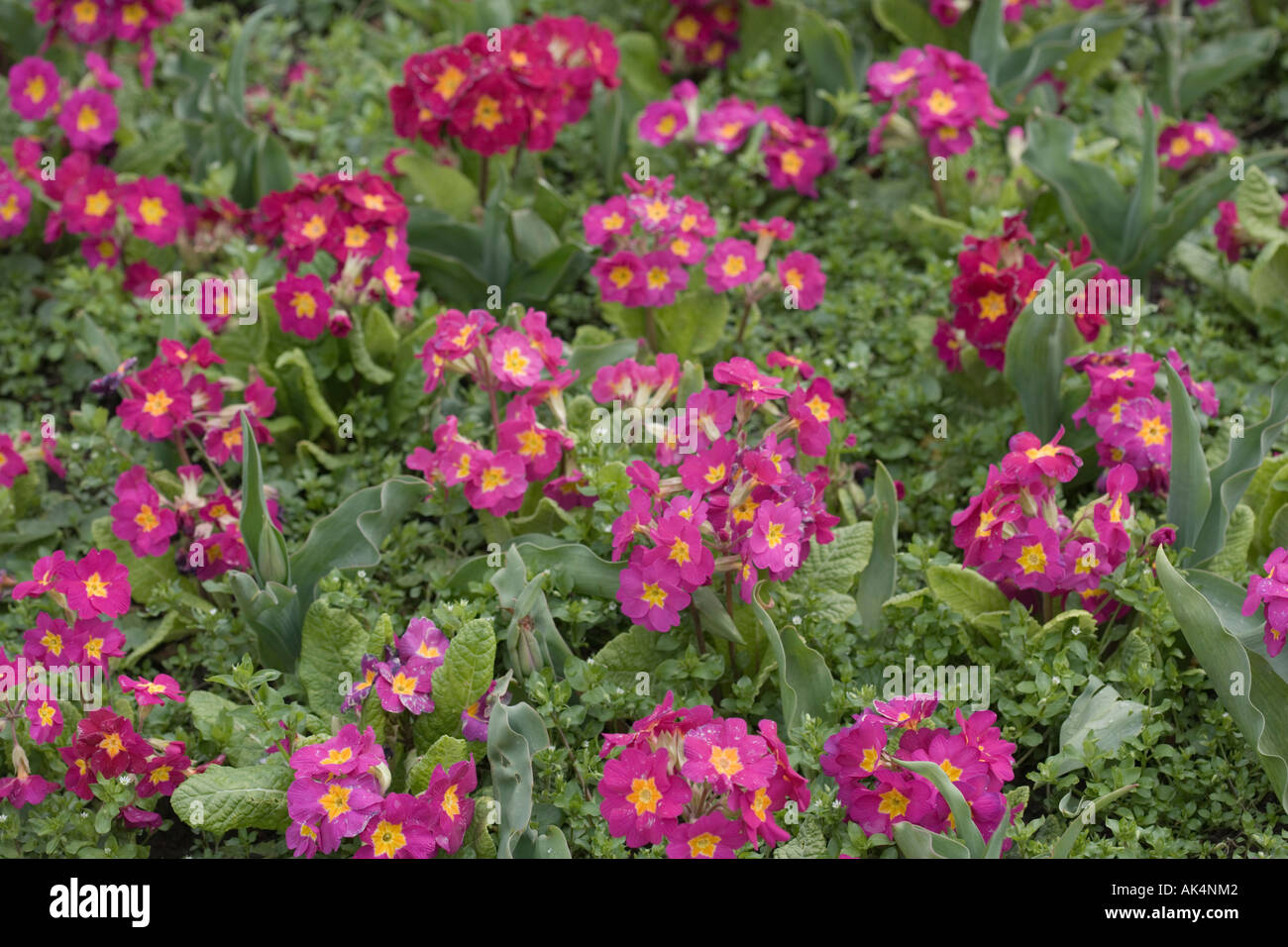 Pink Primulas Primeroses Stock Photo - Alamy