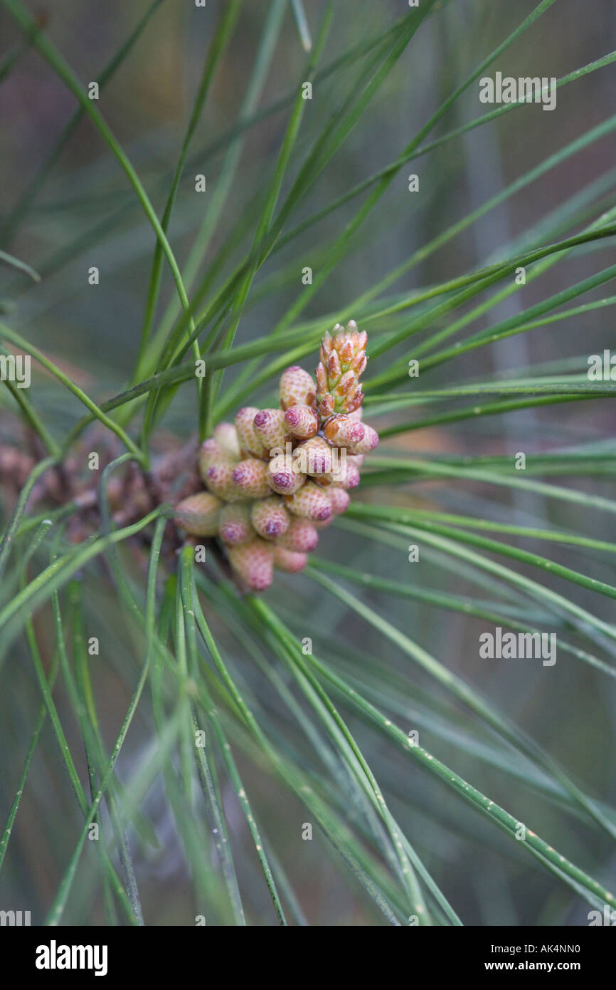 Pine male cone Stock Photo - Alamy