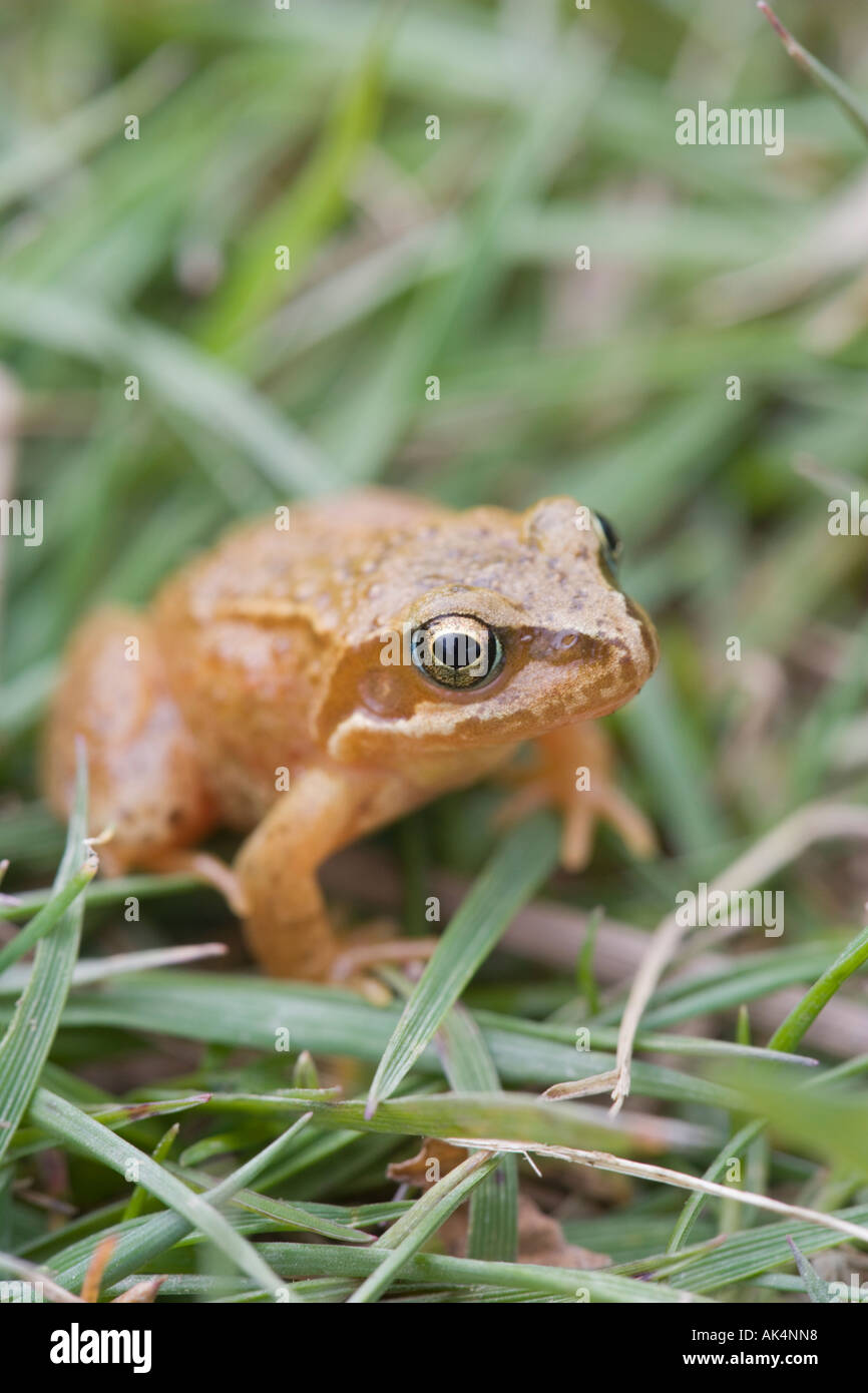 Common Frog. Rana temporaria. England Stock Photo - Alamy