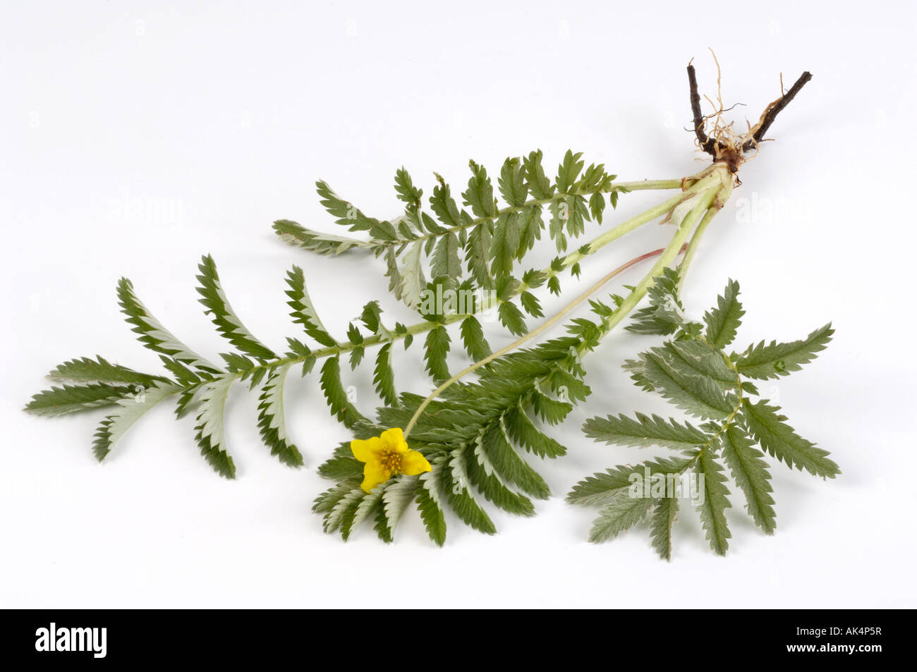 Silverweed flowers hi-res stock photography and images - Alamy
