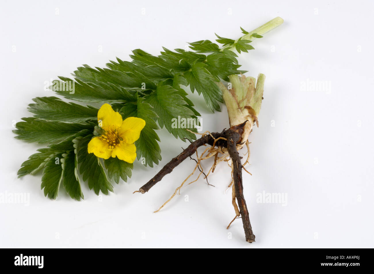 Silverweed flowers hi-res stock photography and images - Alamy