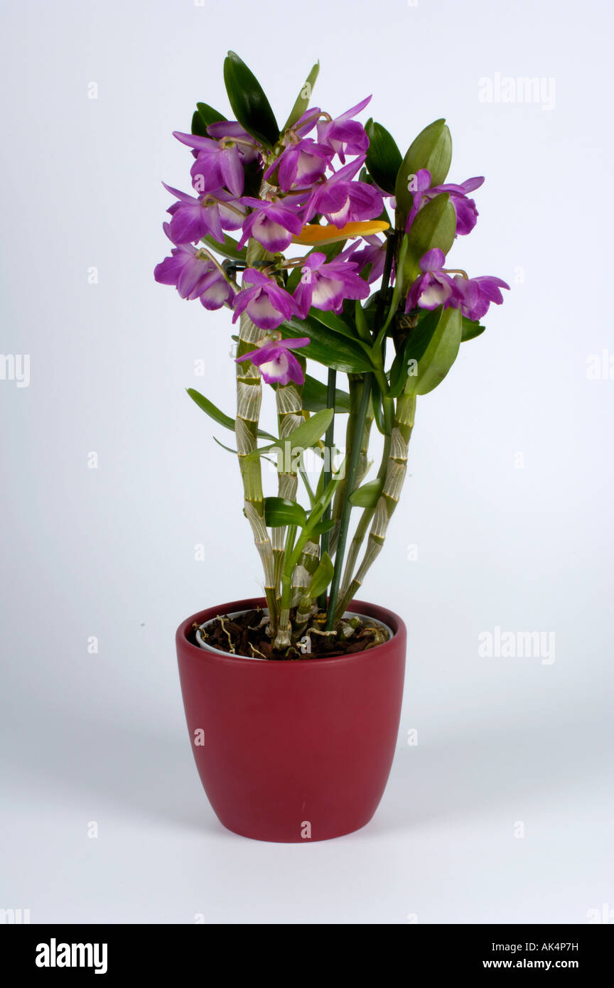 Dendrobium berry hi-res stock photography and images - Alamy