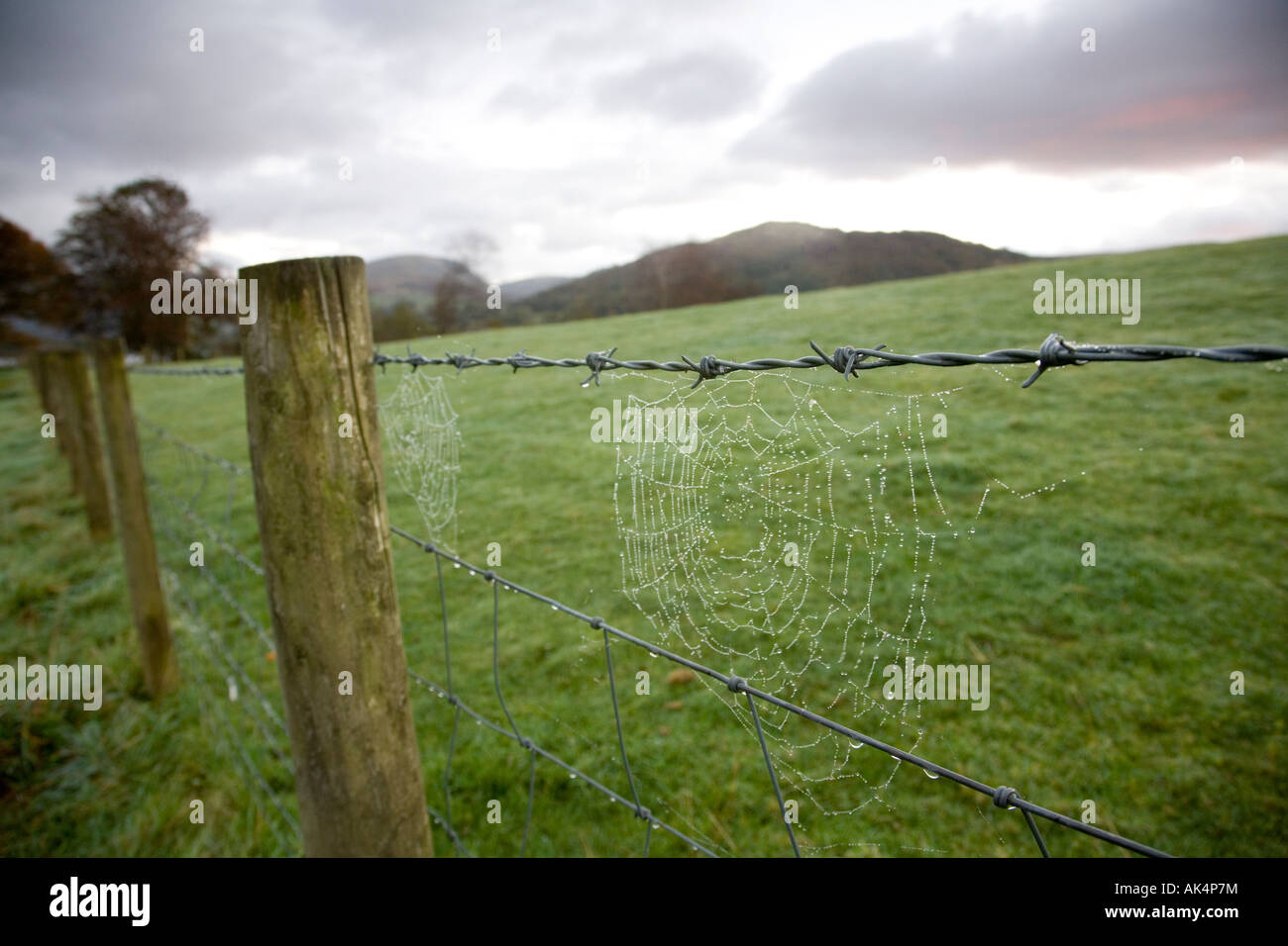 Dew laden cobweb hi-res stock photography and images - Alamy
