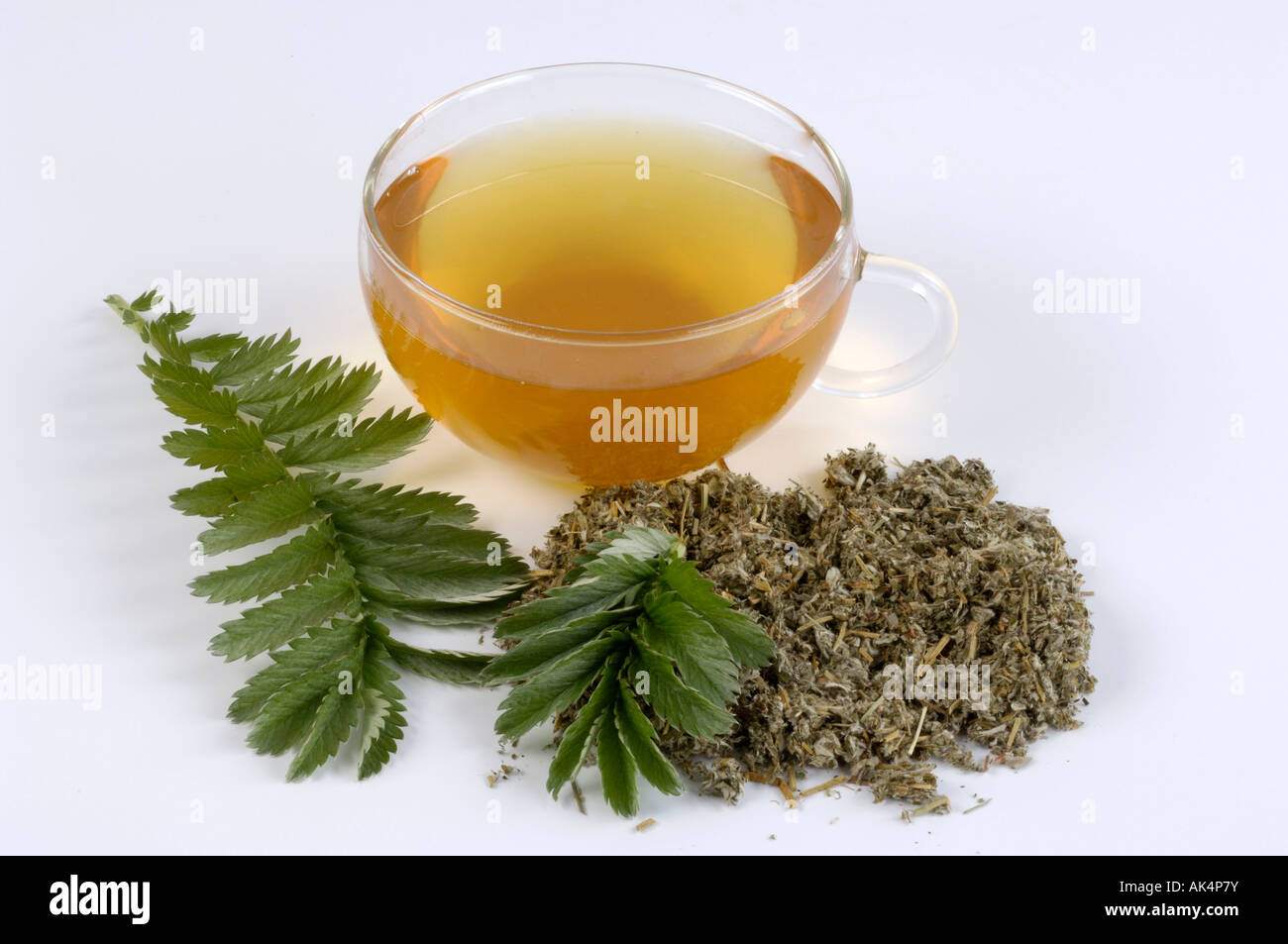 Dried silverweed hi-res stock photography and images - Alamy