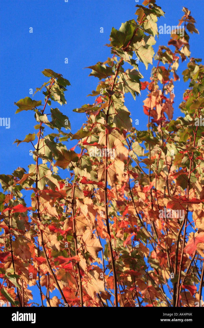 Colour changes in autumn leaves sweep along curving branches of tree ...
