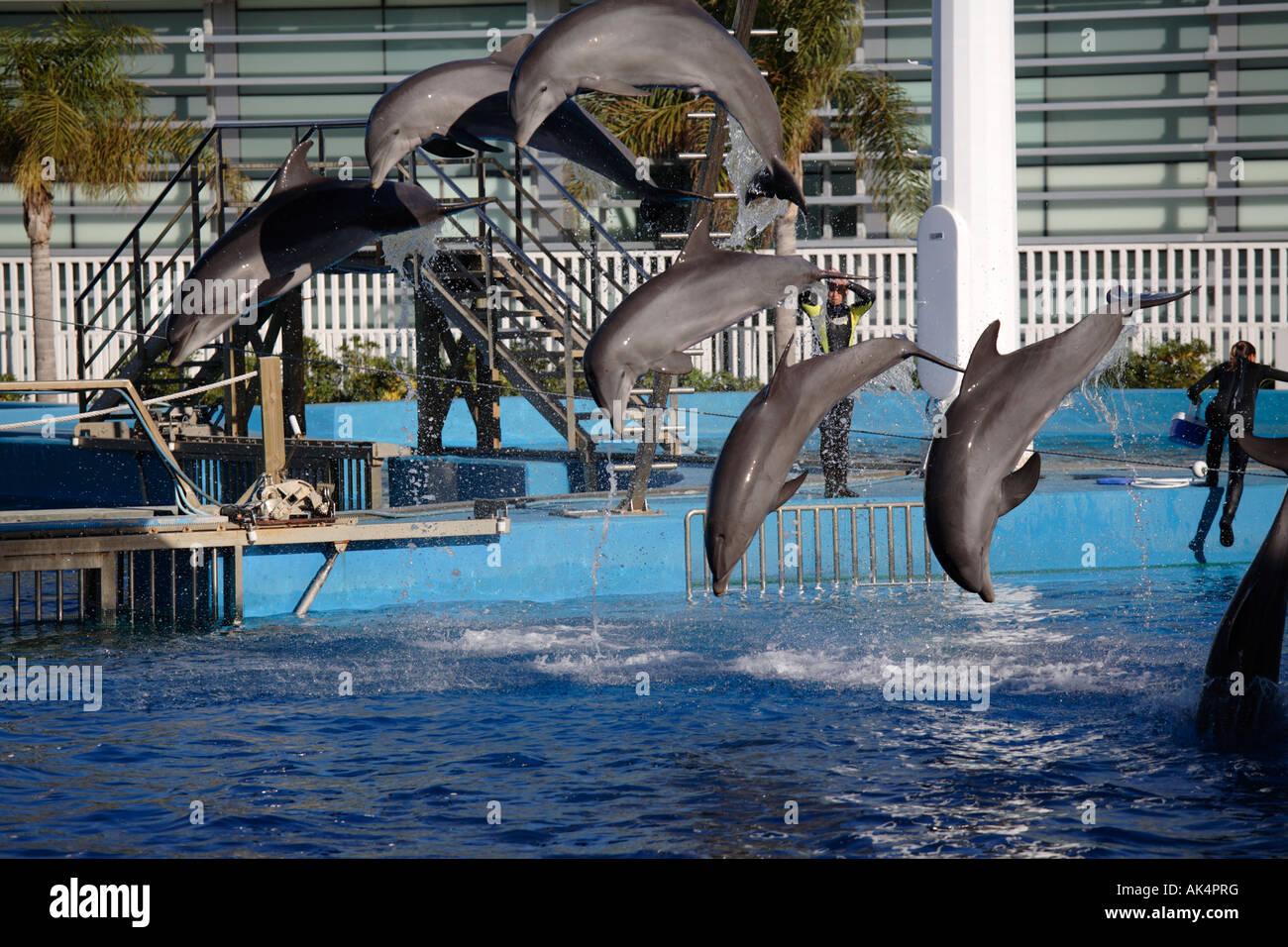 Dolphinarium aquarium hi-res stock photography and images - Alamy