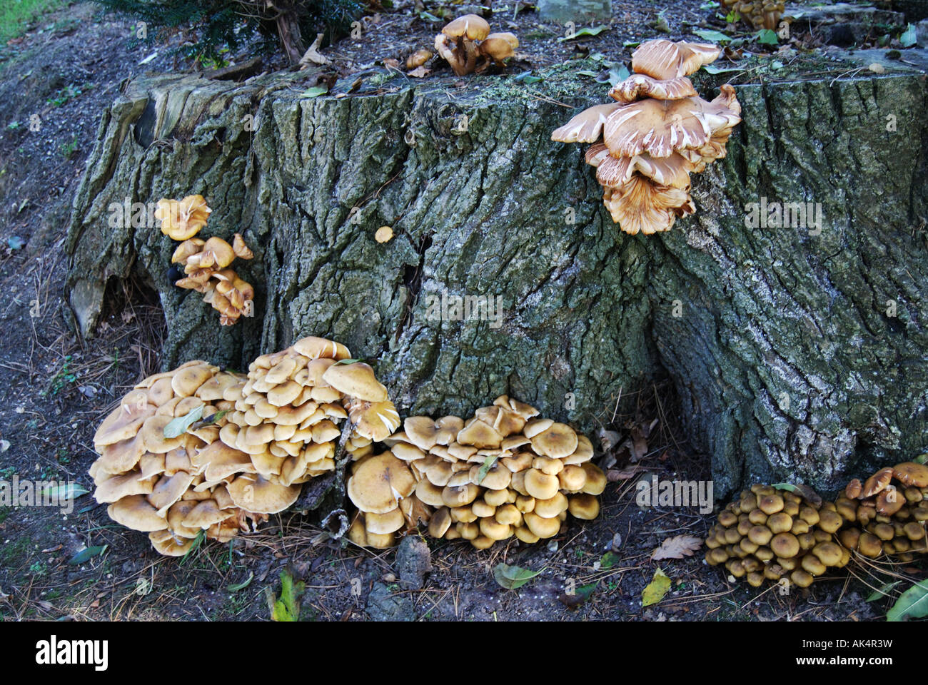Fungus mushroom tree stump hi-res stock photography and images - Alamy