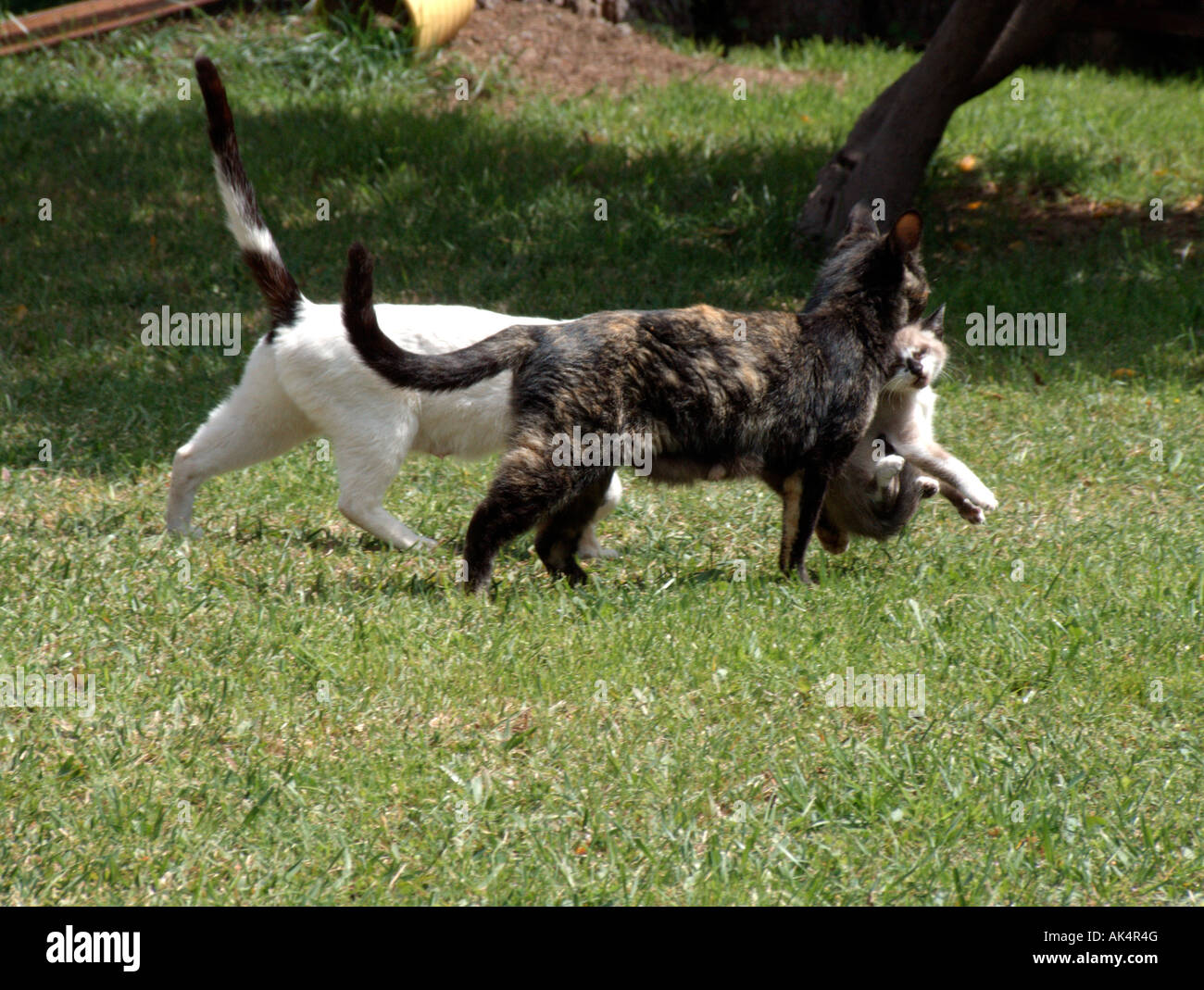 Female cat carrying on her kitten Stock Photo - Alamy