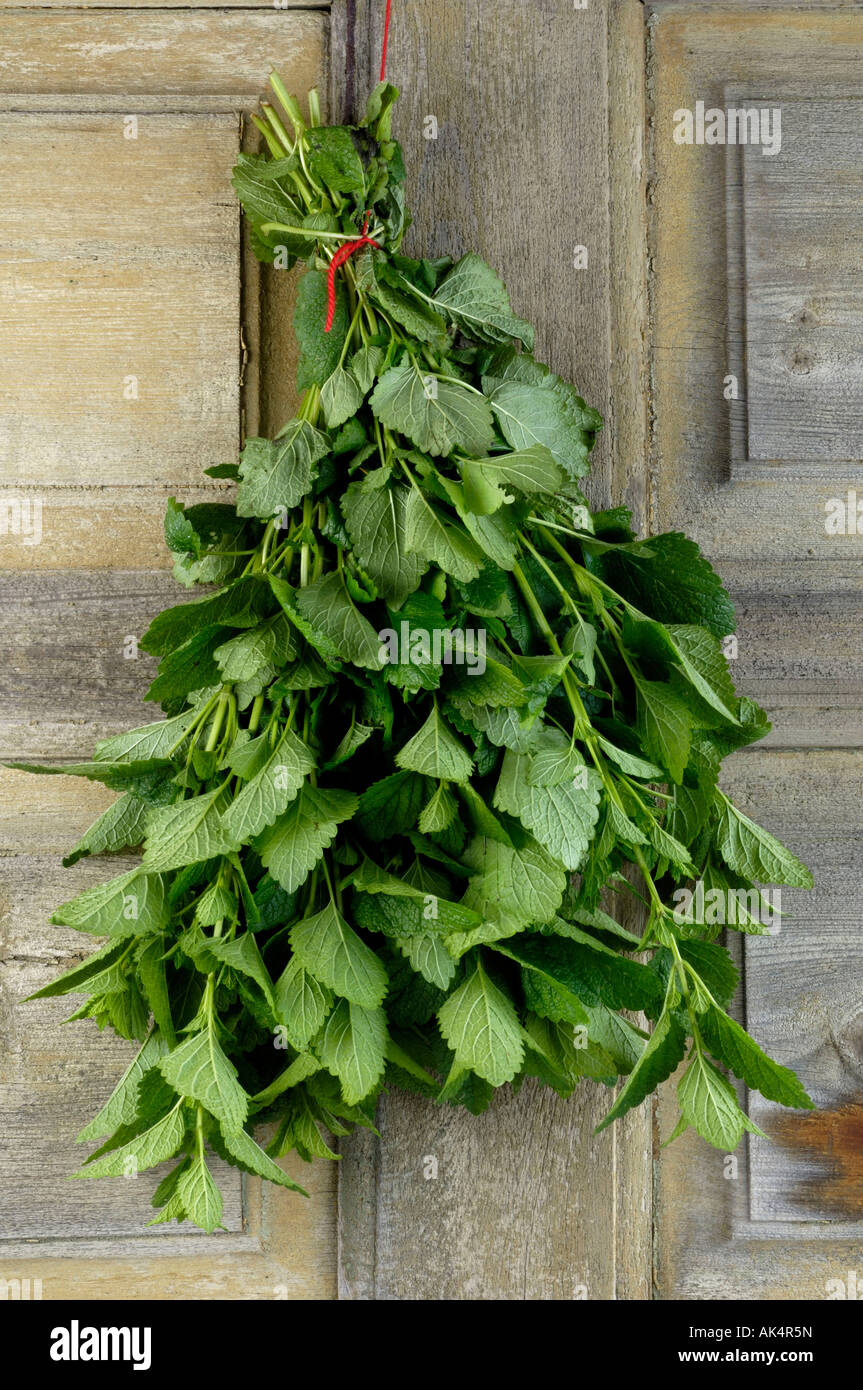 Lemon Balm / Sweet Balm Stock Photo - Alamy