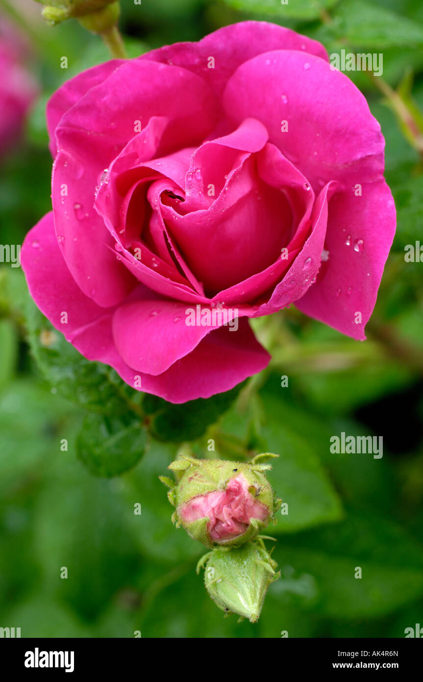 Rosa gallica officinalis hi-res stock photography and images - Alamy