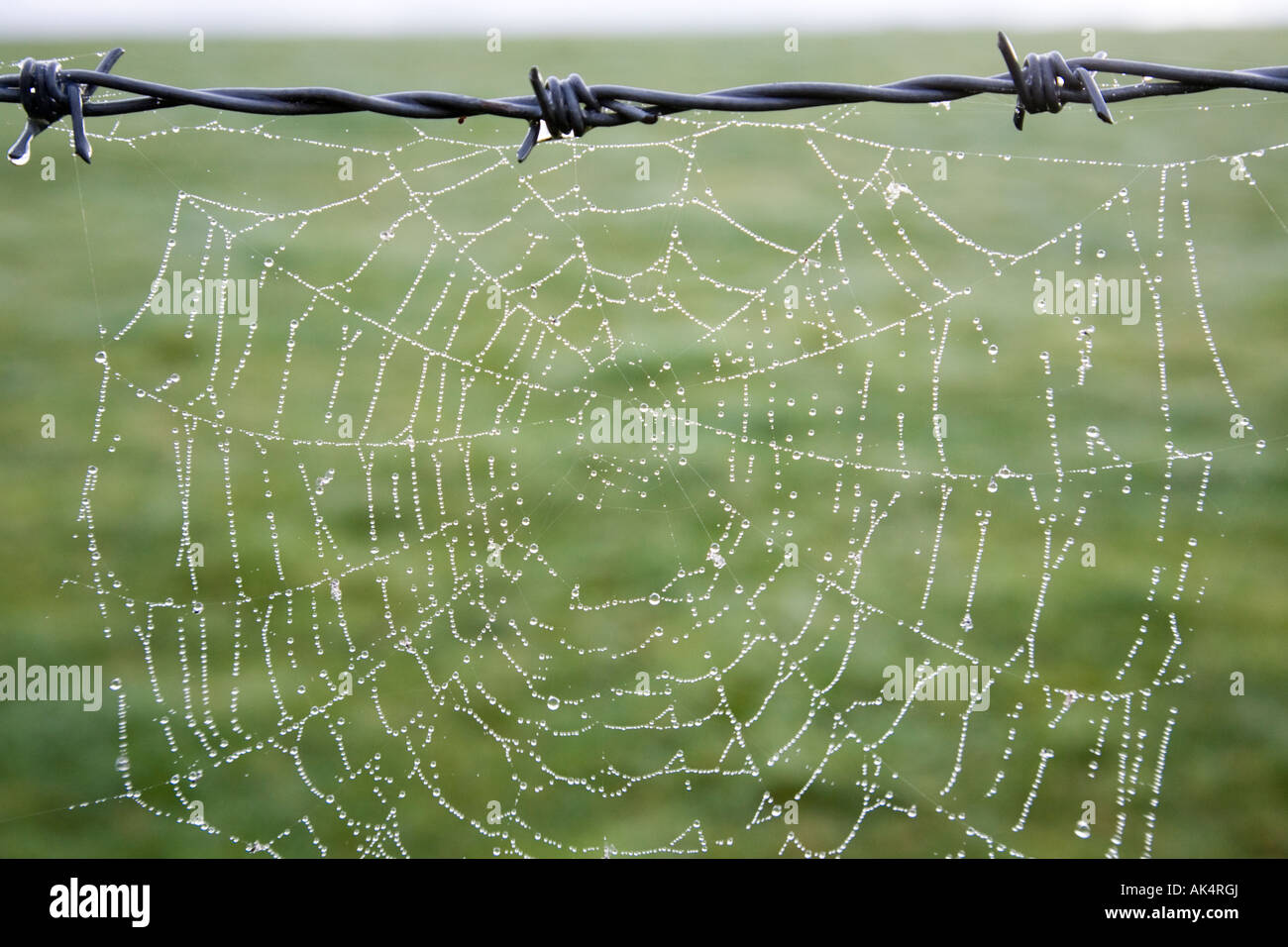 Dew laden cobweb on barbed wire Stock Photo - Alamy