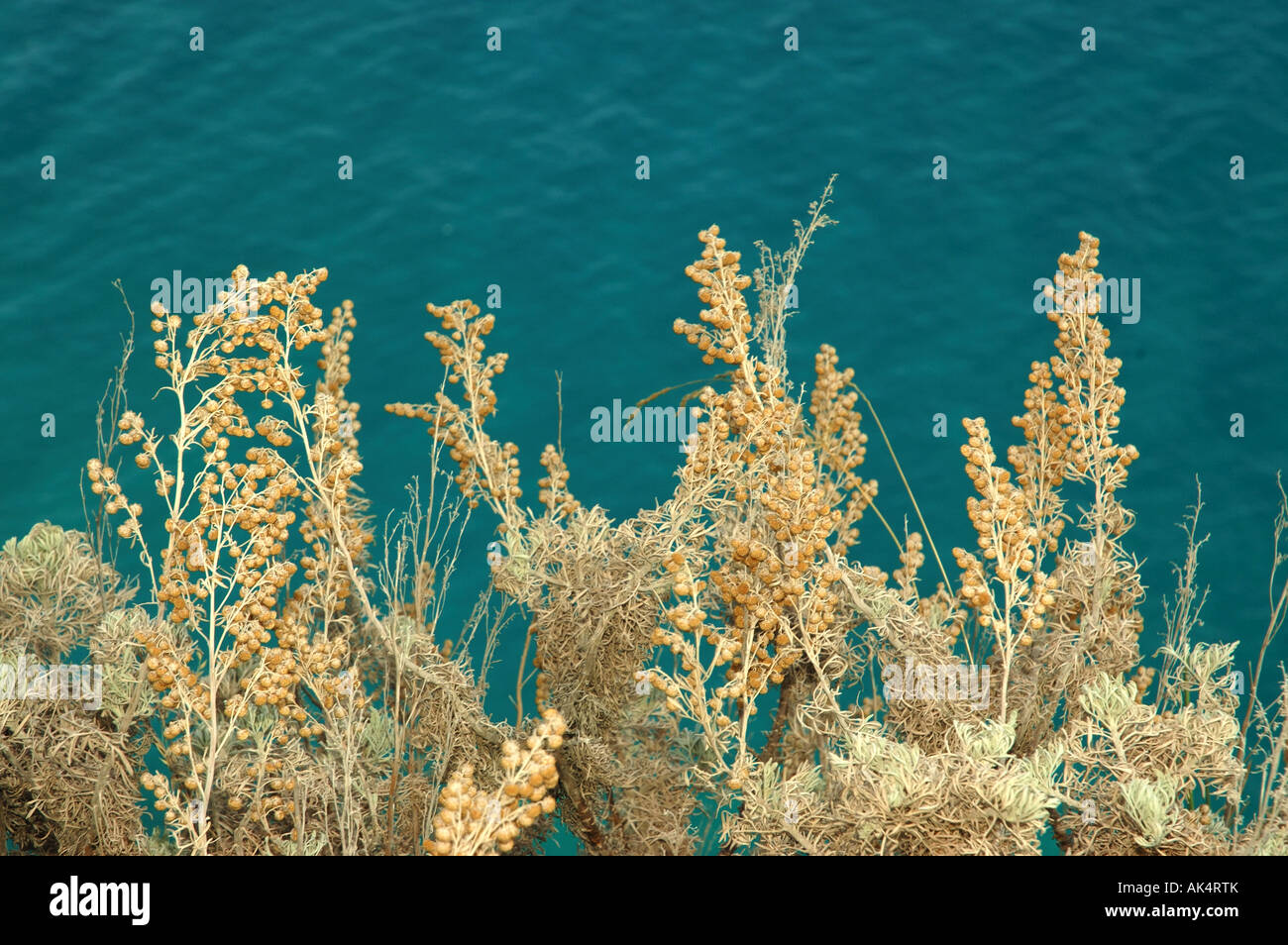 wild flora on the cliffs above the mediteranean sea in Varigotti on the ...