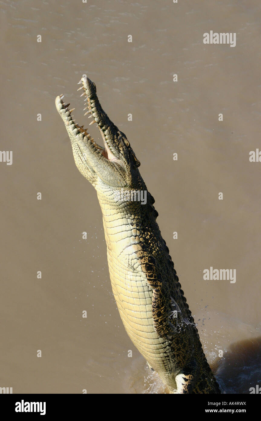 Australia : Saltwater crocodile jumping up Stock Photo - Alamy