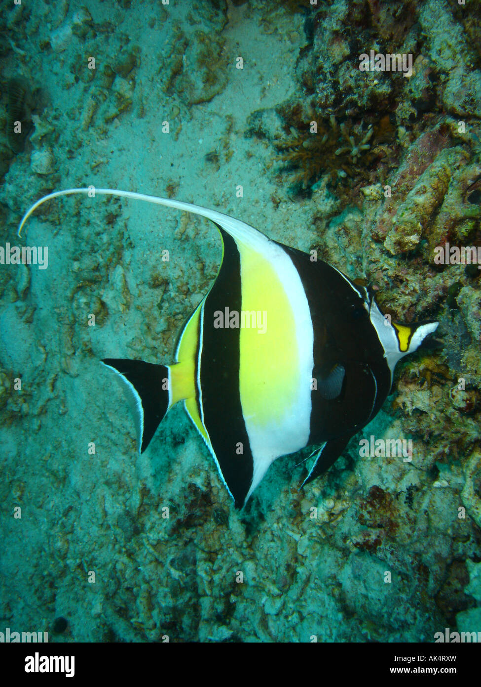 A small black and yellow fish around Sipidan island in Borneo Stock ...