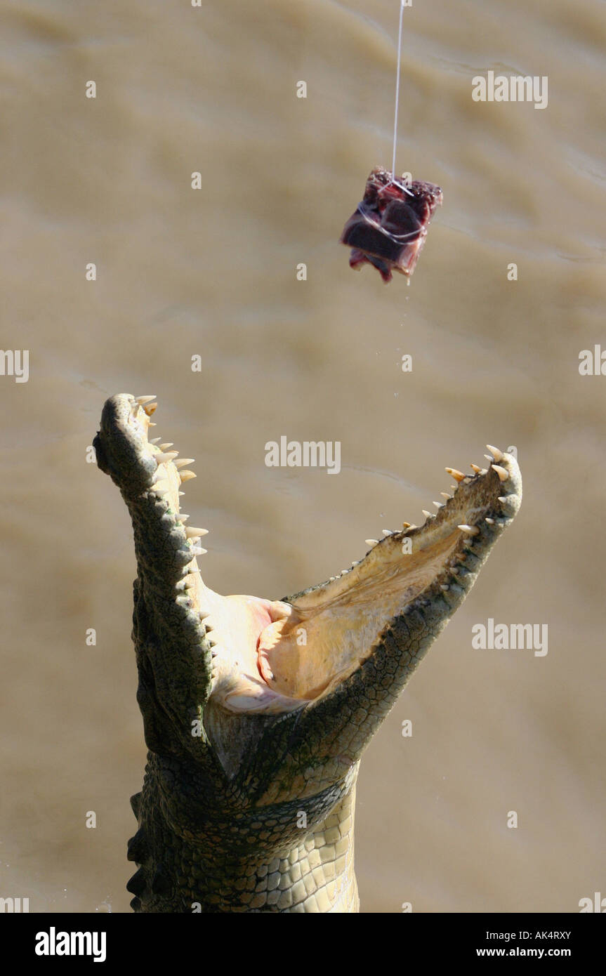 Saltwater crocodiles feeding hi-res stock photography and images - Alamy