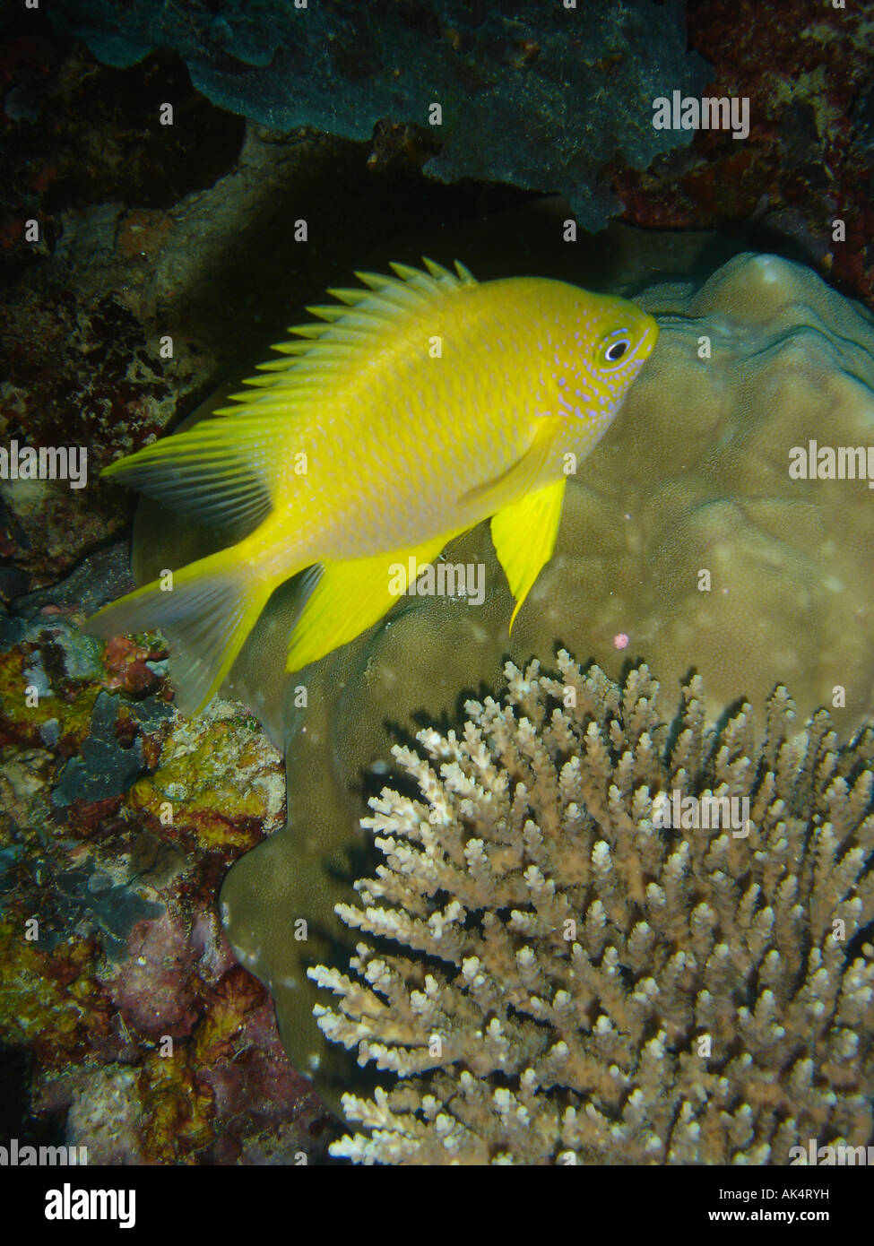 A small yellow fish around Sipidan island in Borneo Stock Photo - Alamy