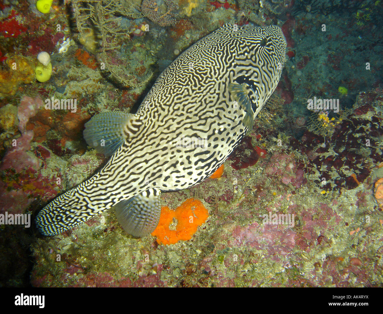 A box fish around Sipidan island in Borneo Stock Photo - Alamy