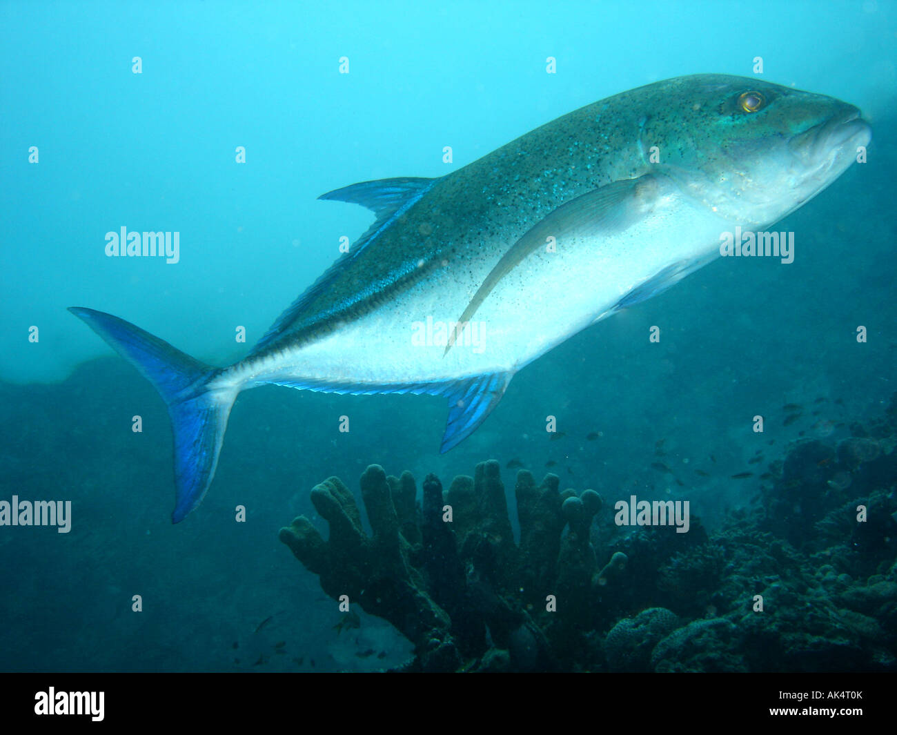 Sipidan borneo hi-res stock photography and images - Alamy
