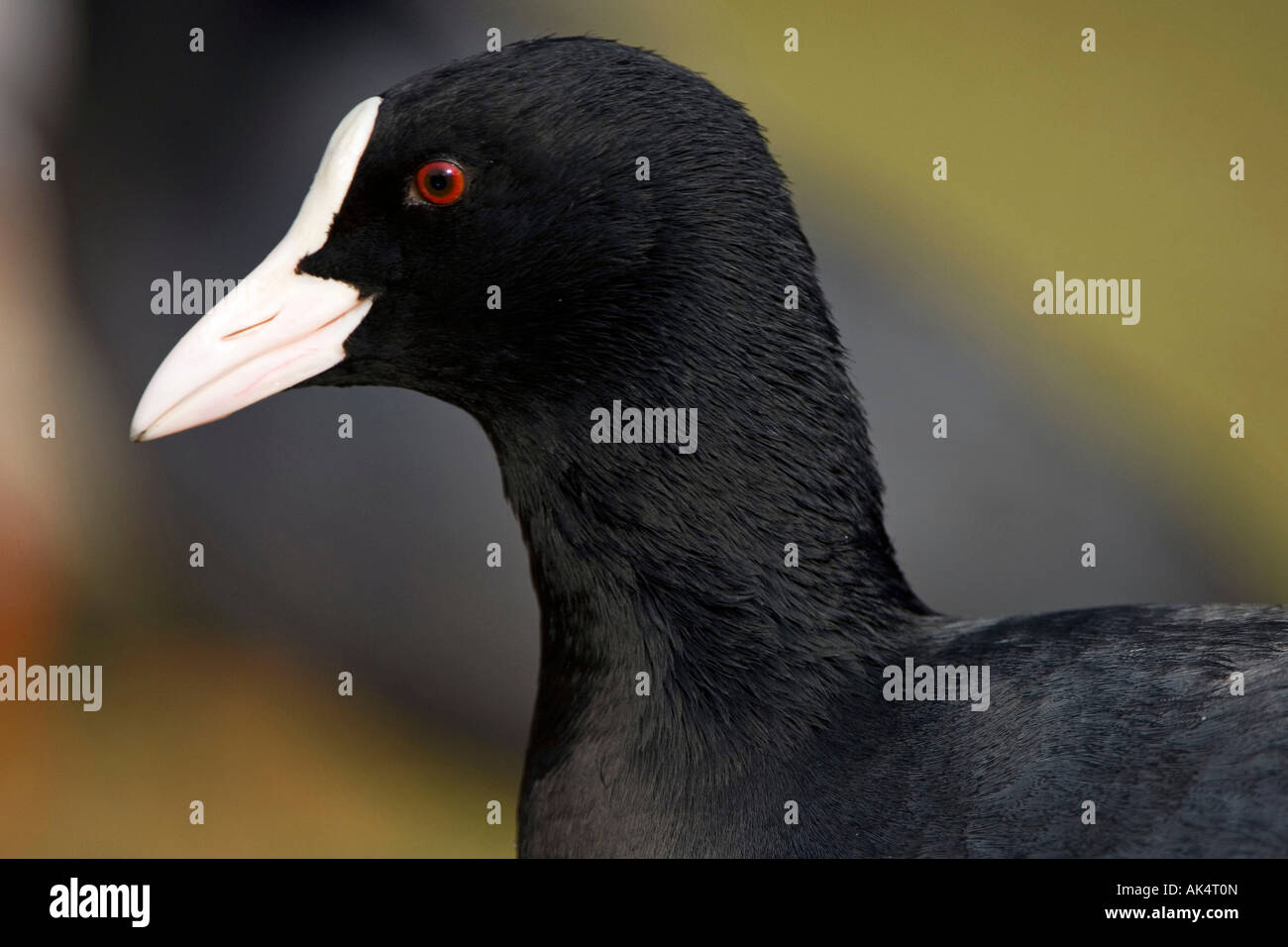 Coot profile hi-res stock photography and images - Alamy