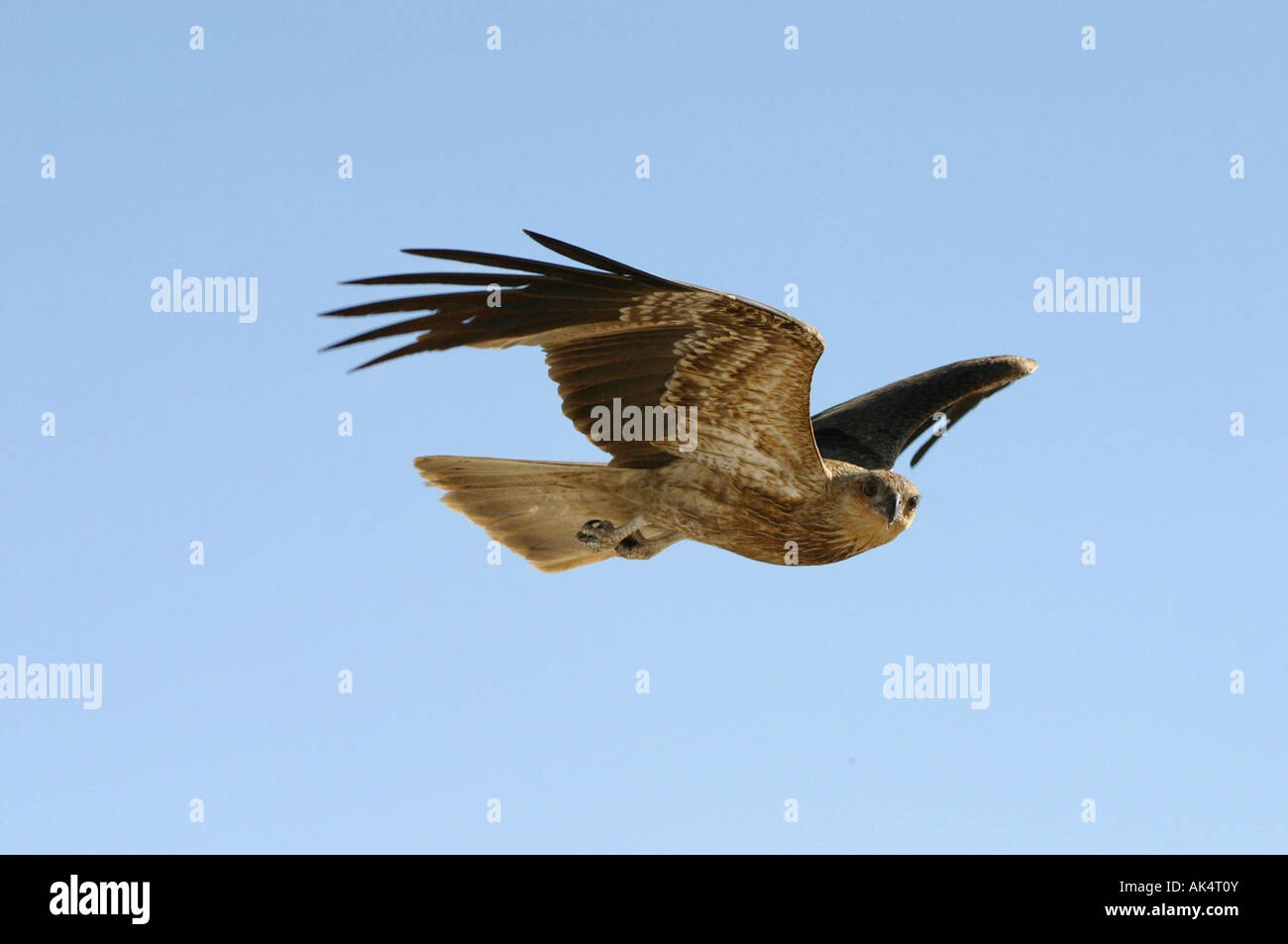 Whistling kites hi-res stock photography and images - Alamy