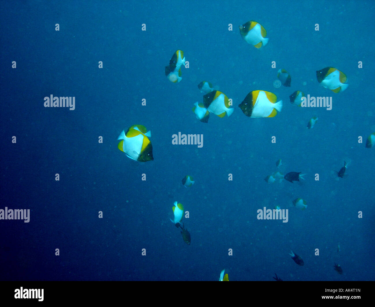 Angel fish in reef hi-res stock photography and images - Alamy