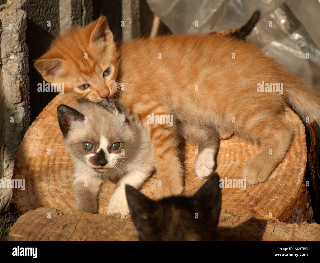 Group of kittens at play Stock Photo - Alamy