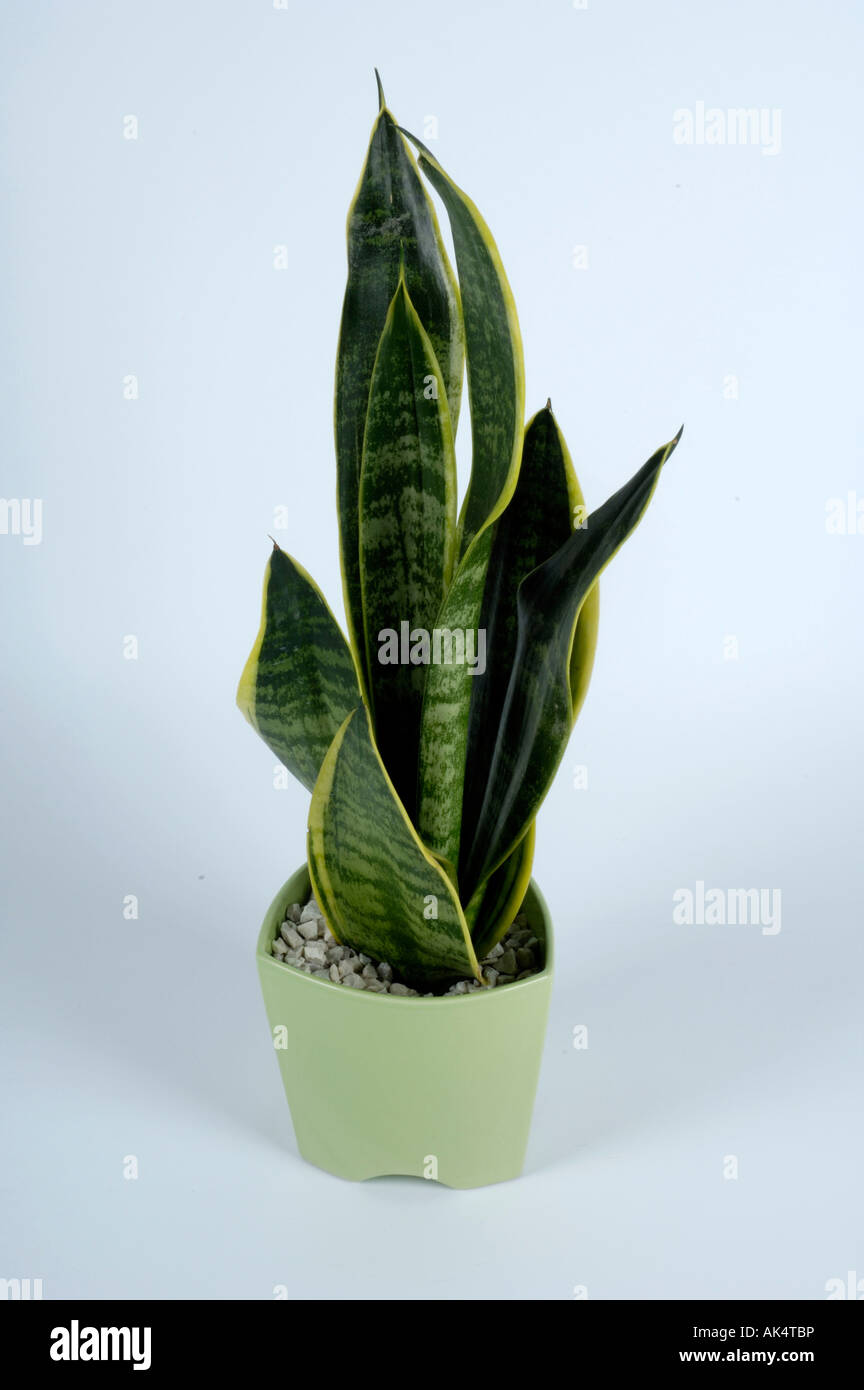 Sansevieria, Snake Plant Stock Photo - Alamy