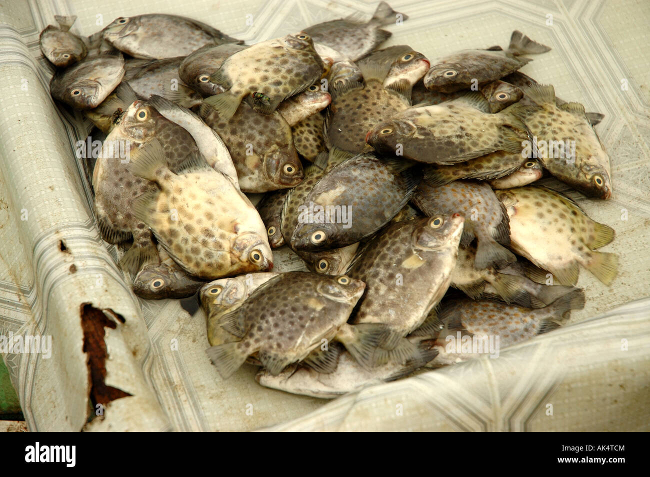 Small fish being sold at a market in Brunei Stock Photo - Alamy