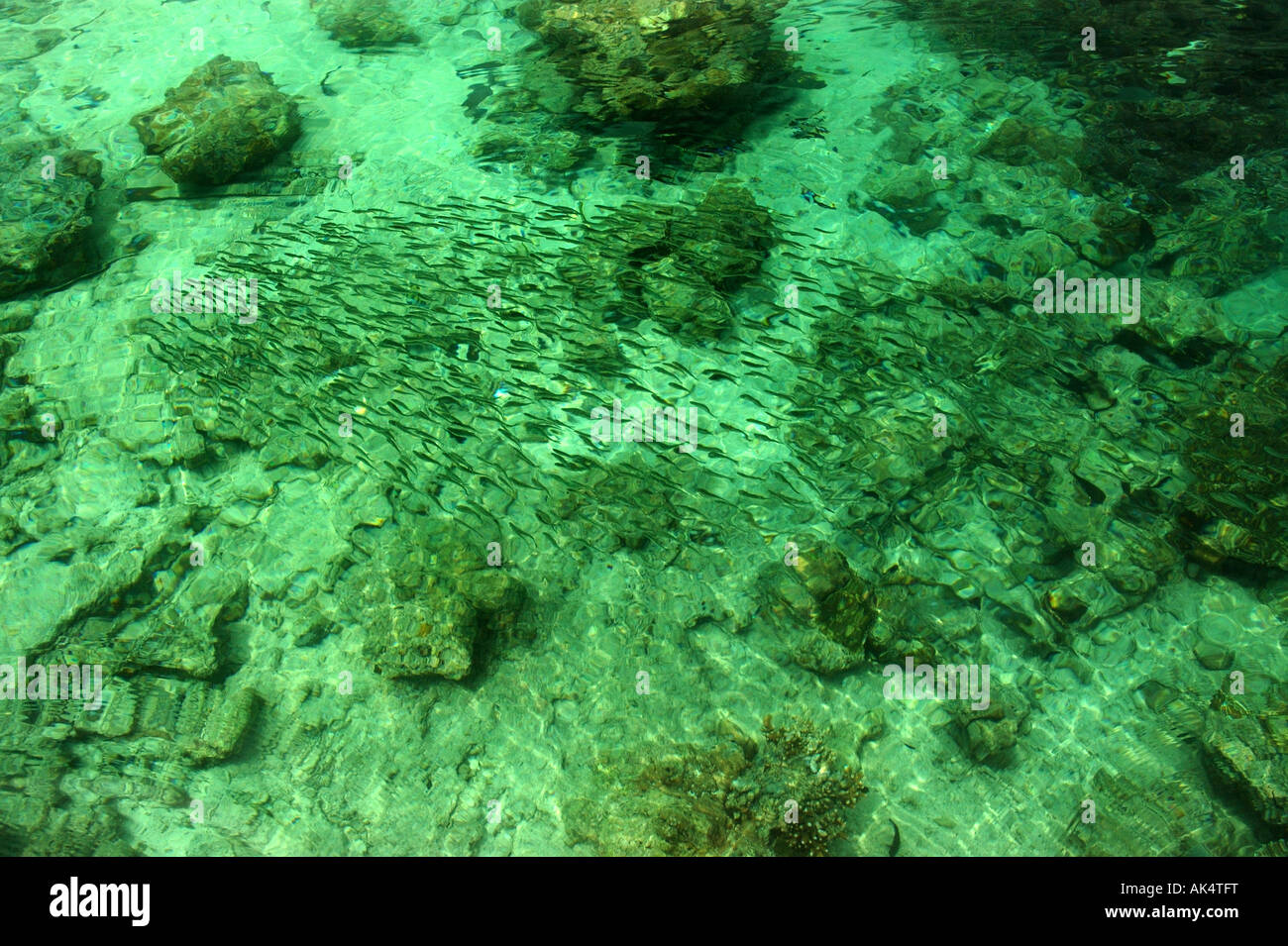 Shoal of fish on a coral reef of Sipadan Island in Borneo Stock Photo ...