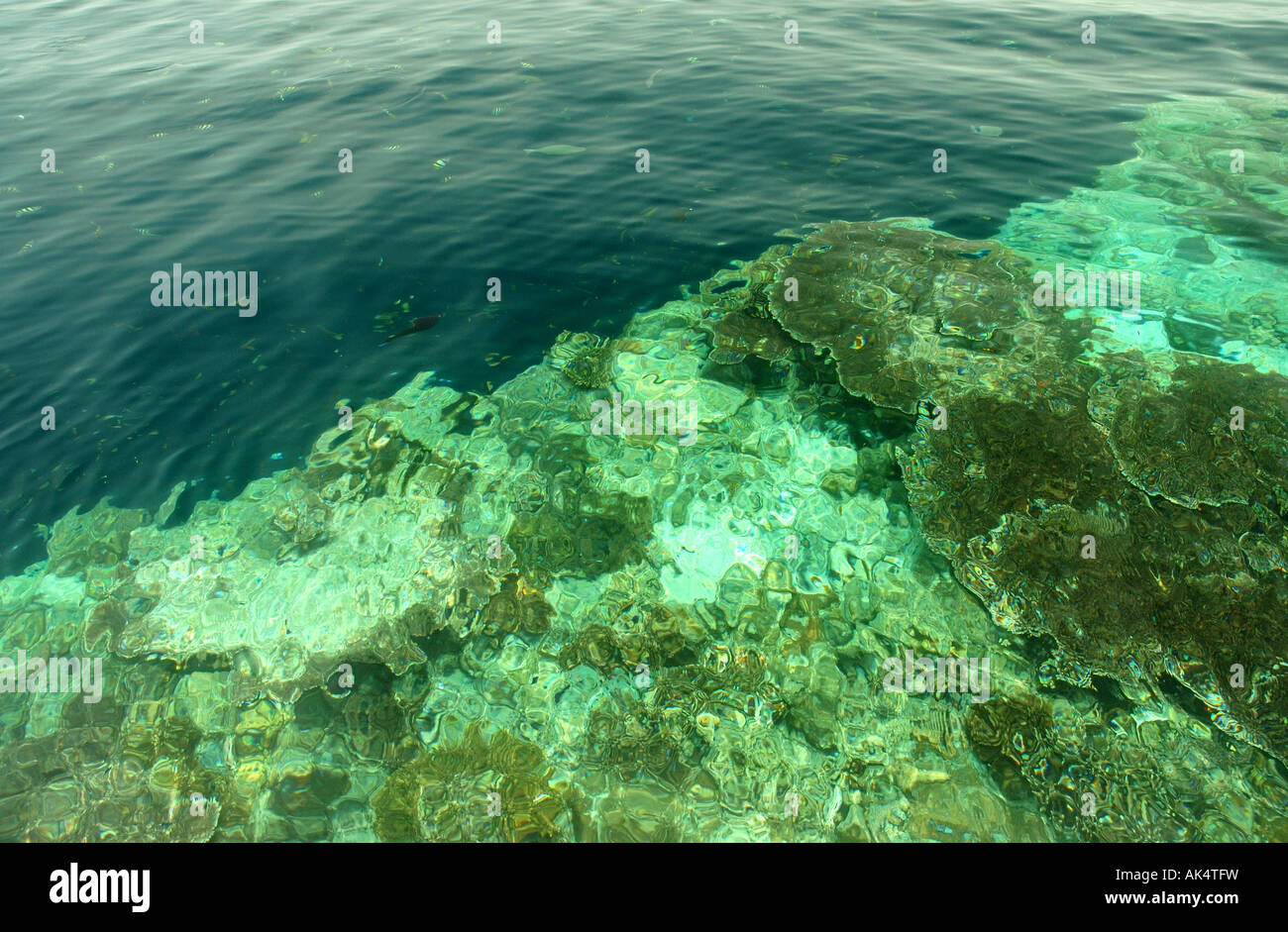 Shoal of fish on a coral reef of Sipadan Island in Borneo Stock Photo ...
