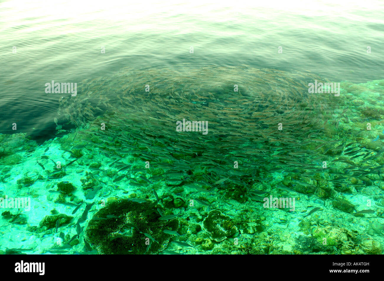 Shoal of fish hi-res stock photography and images - Alamy