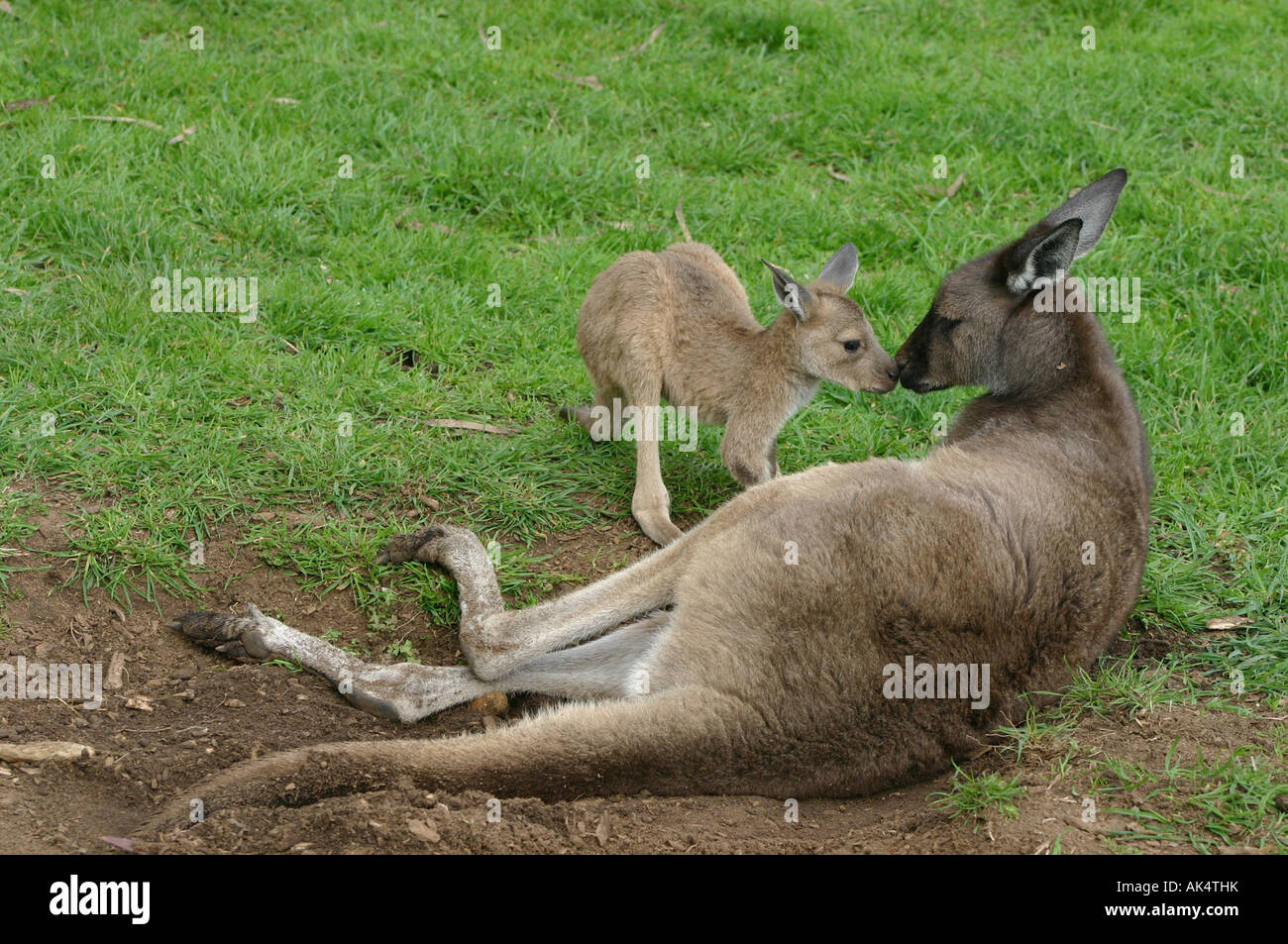 Australia : grey kangaroo with cub Stock Photo - Alamy