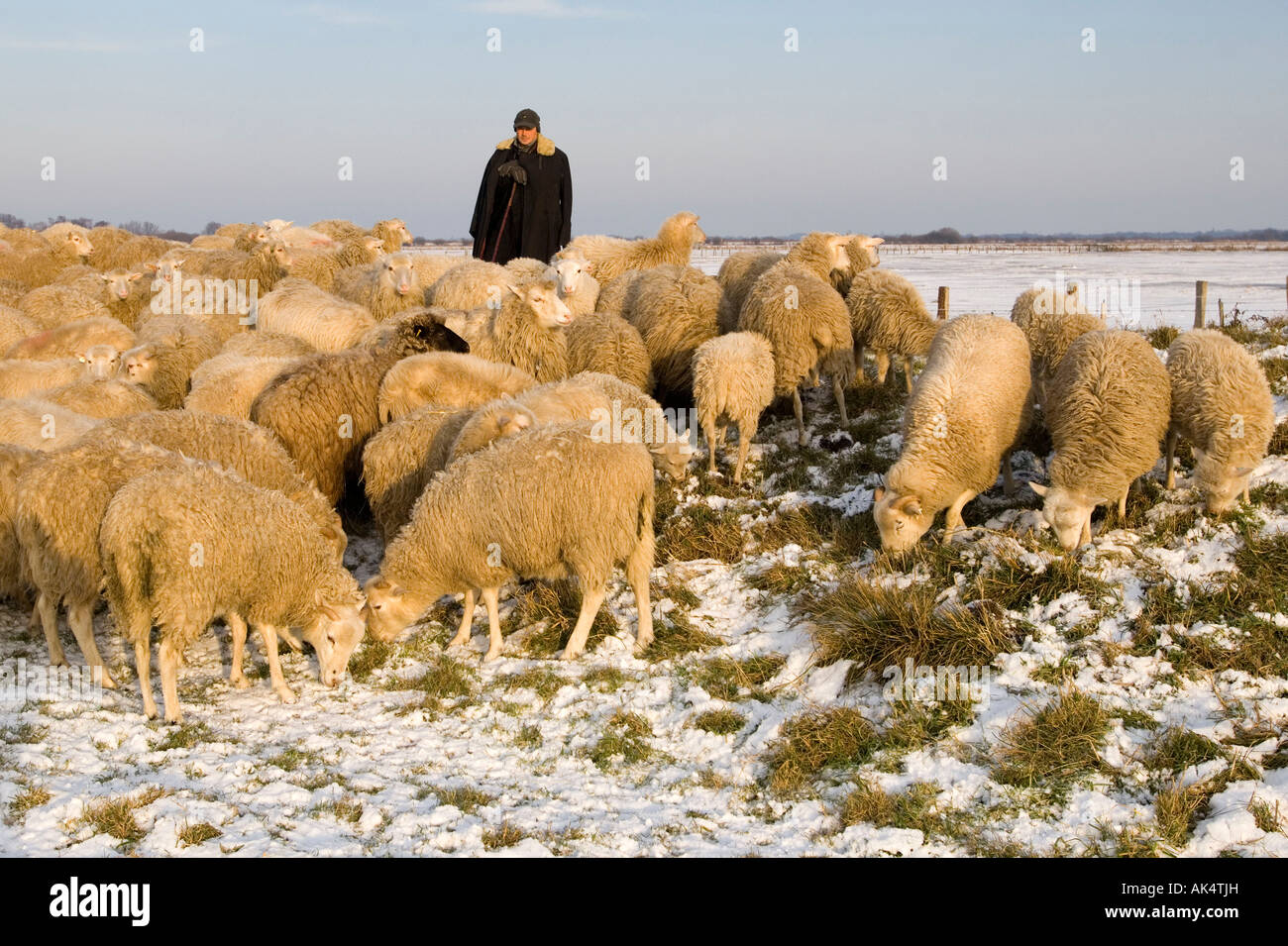 Shepherd with flock Stock Photo - Alamy